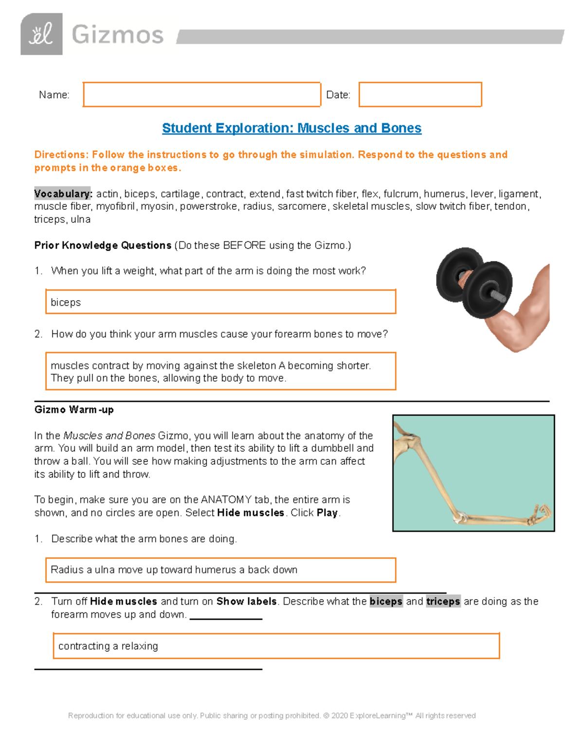 Copy of Muscles Bones SE - Name: Date: Student Exploration: Muscles and ...