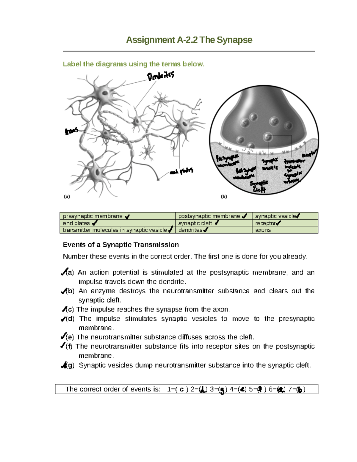 Bio 30 a2 - assignment a2.2 - Assignment A-2 The Synapse Label the ...