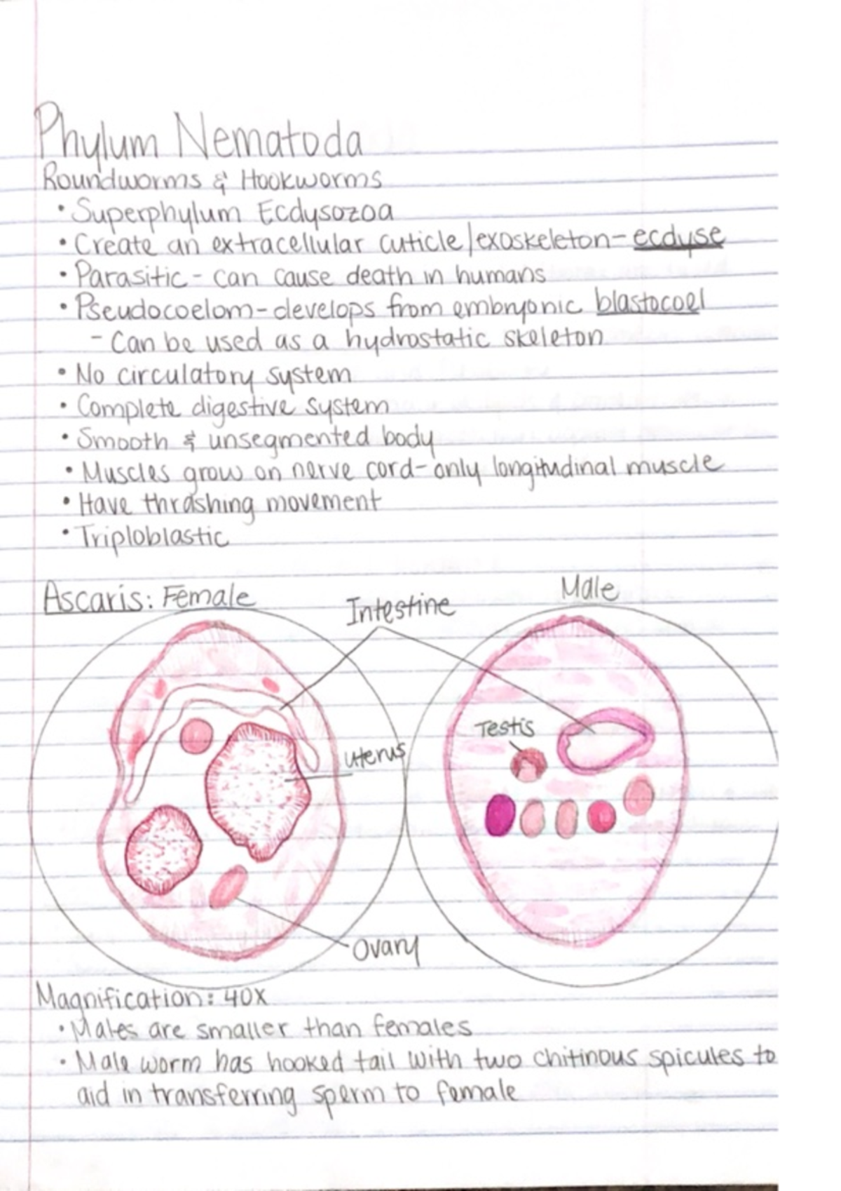 Bio 2.2 lab pt2 - Lab notes - BIO 2.2 - Studocu