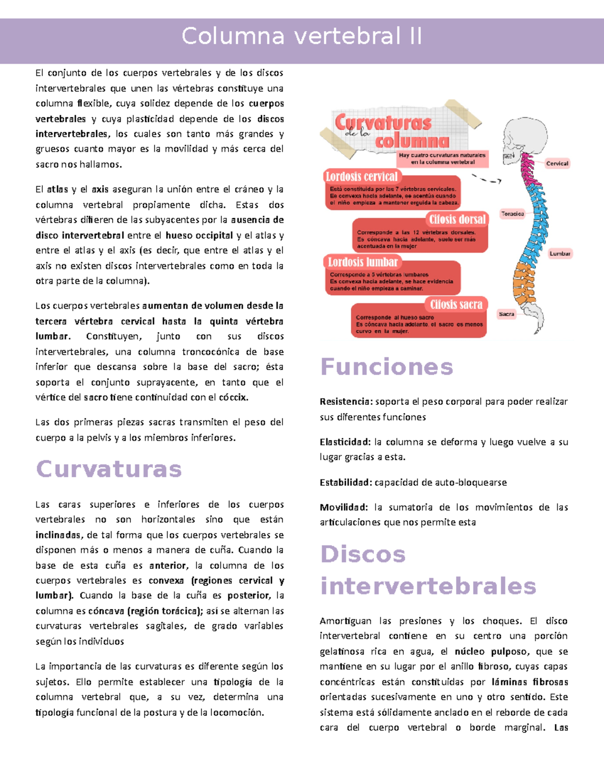 Columna vertebral II - El conjunto de los cuerpos vertebrales y de los ...