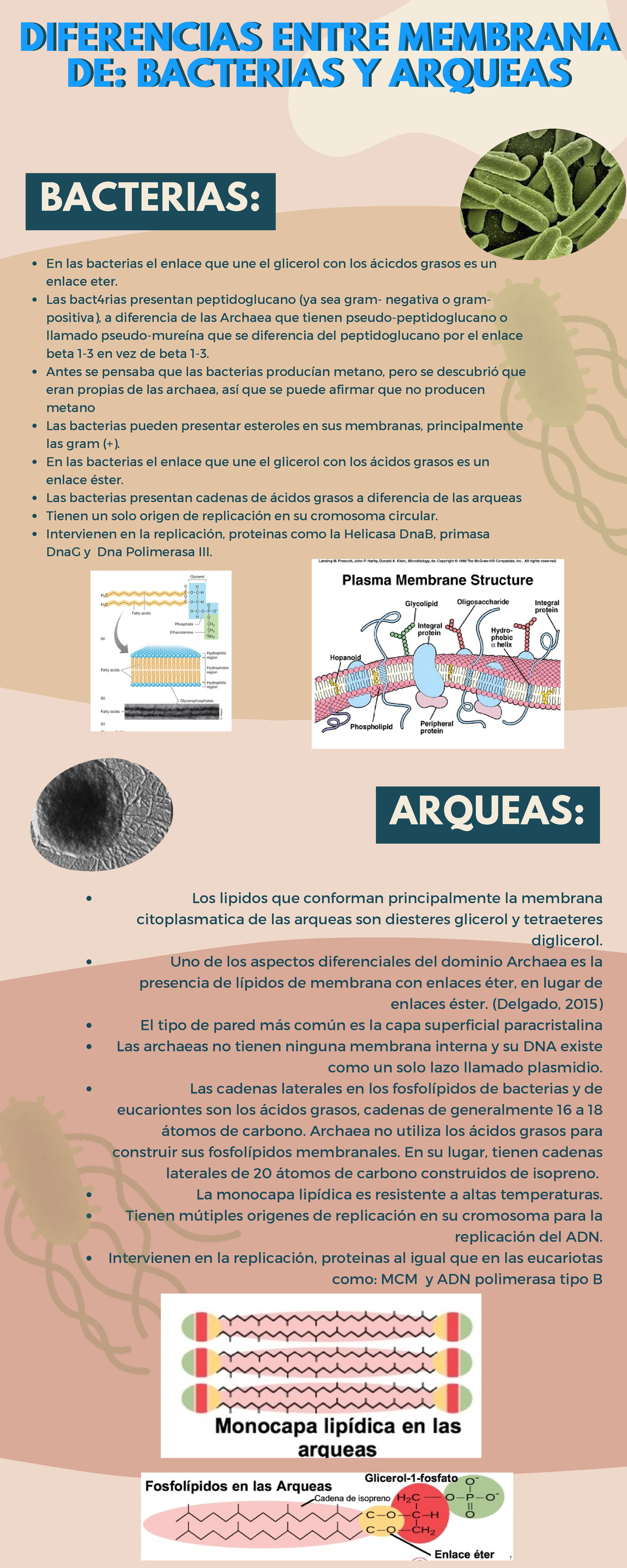 Diferencia de membranas de una bacteria y una arquea - Los lipidos que ...