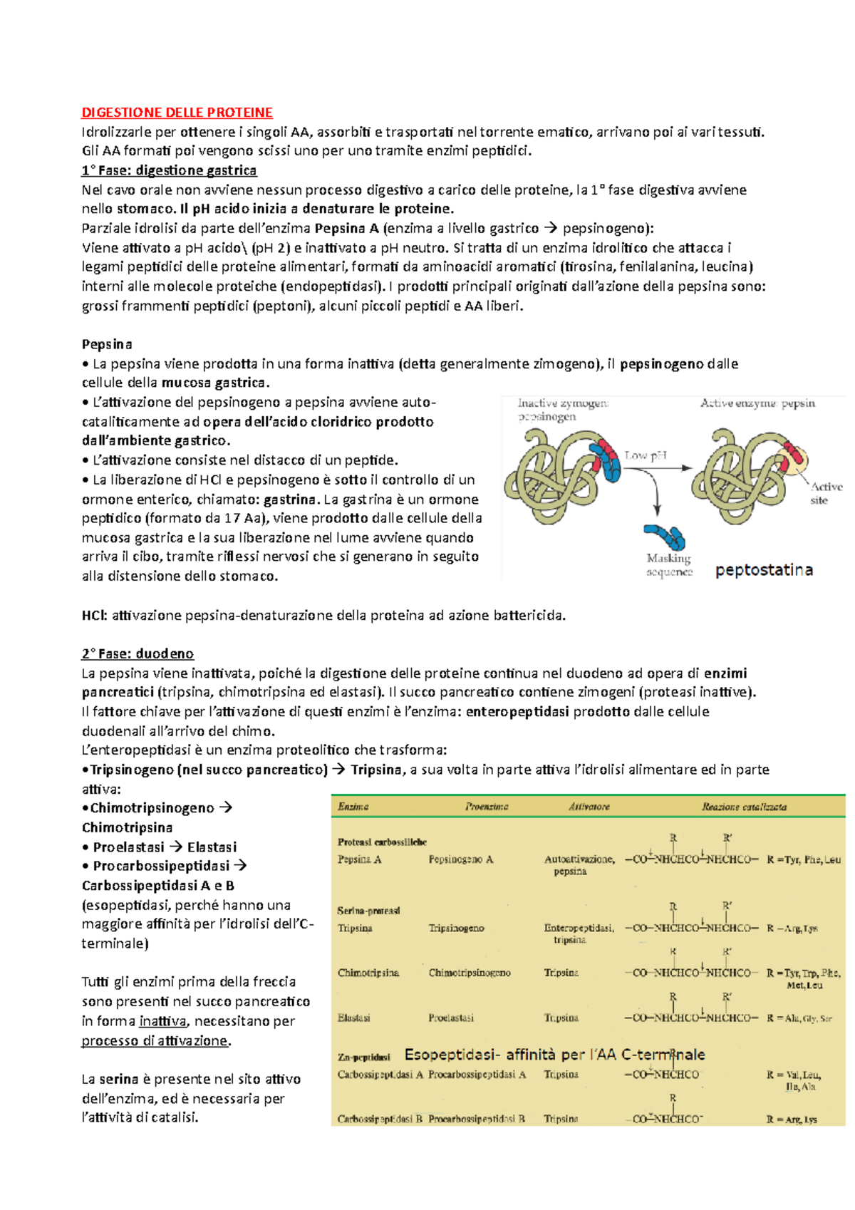 Digestione Delle Proteine - DIGESTIONE DELLE PROTEINE Idrolizzarle per ottenere i singoli AA ...