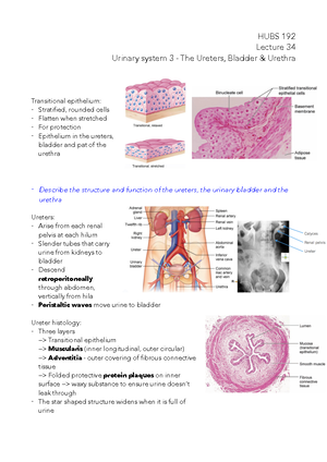Ureter Vs Urethra Histology