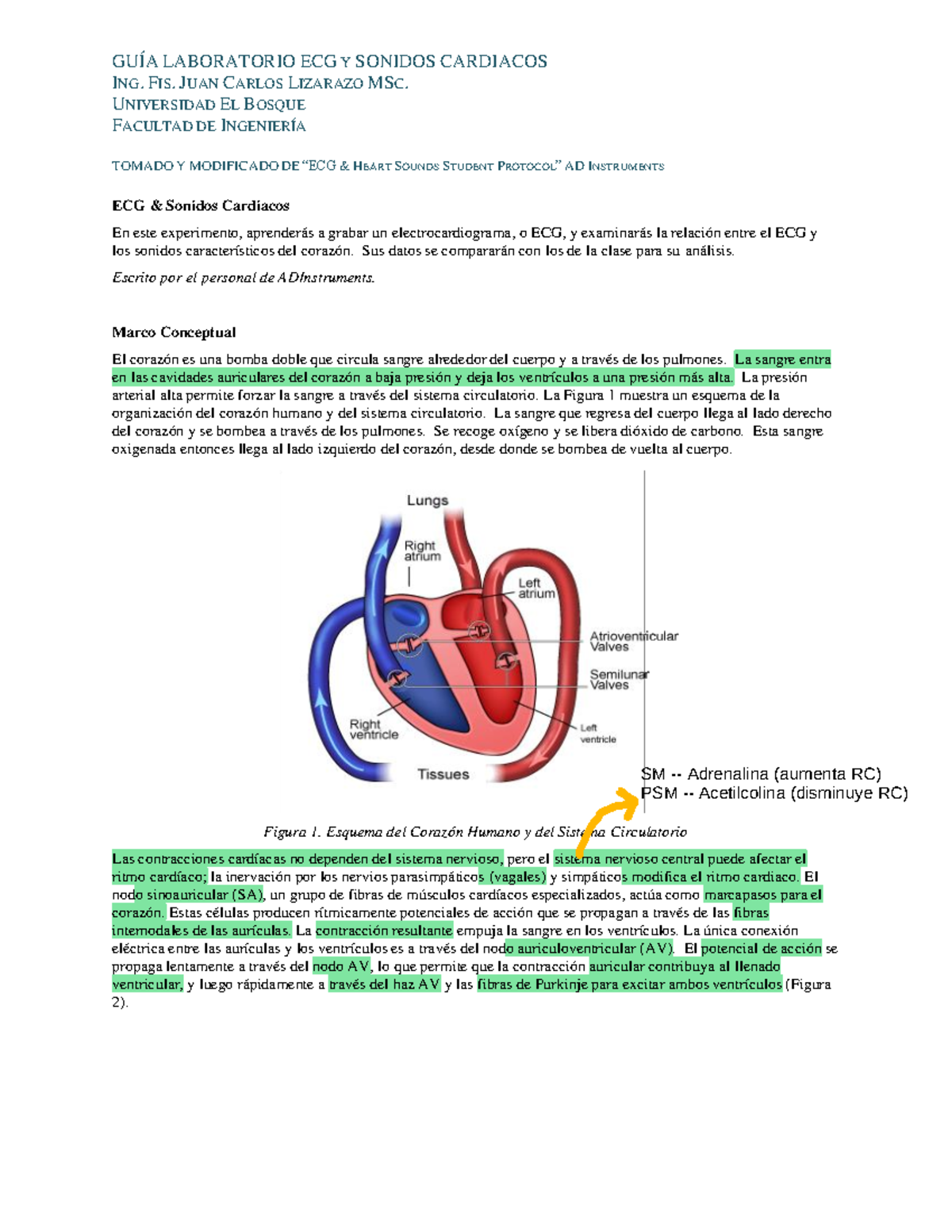GUIA ELECTROCARDIOGRAMA - GUÍA LABORATORIO ECG Y SONIDOS CARDIACOS ING ...