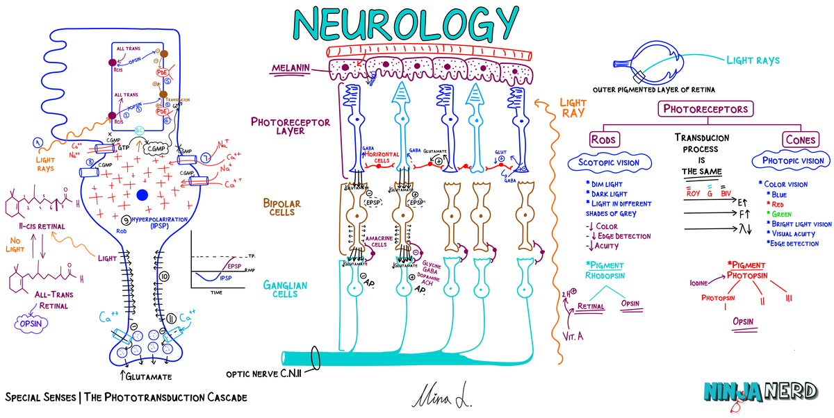 Special Senses] 4. The Phototransduction Cascade - Key - Special Senses ...