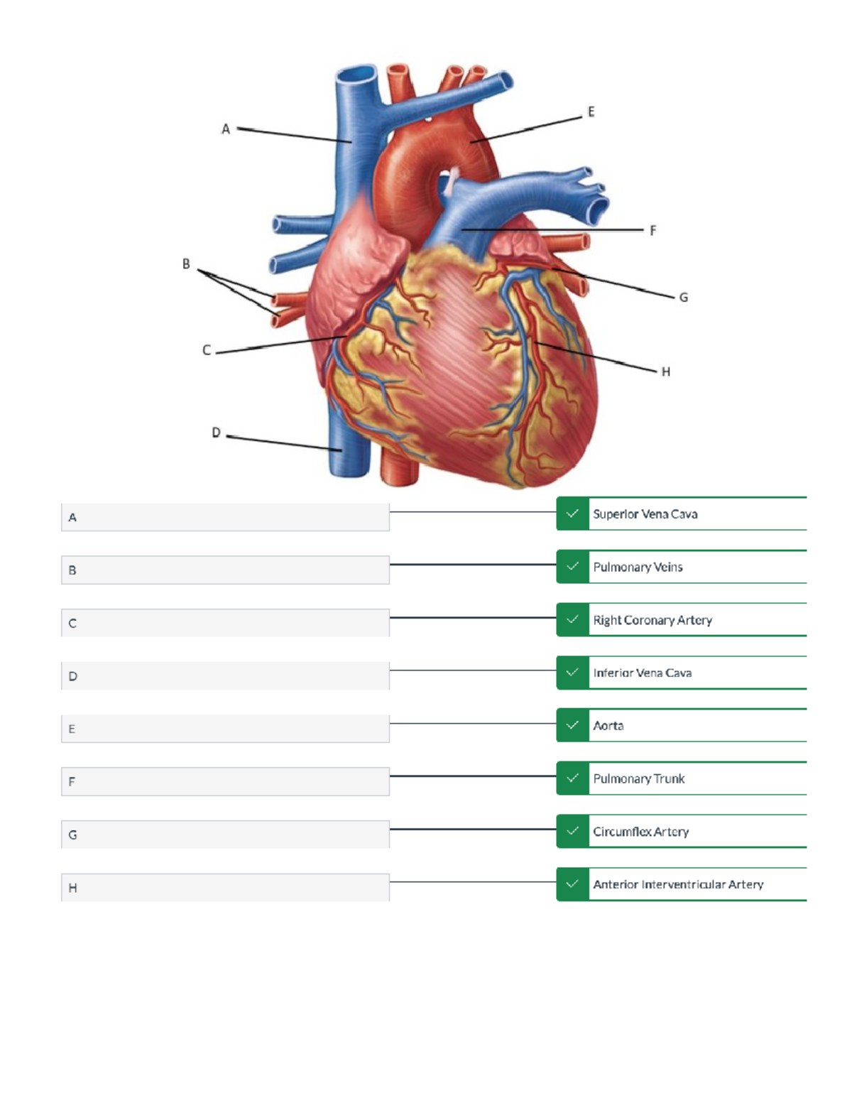 Cardiovascular system worksheets - BIO 1300 - Studocu