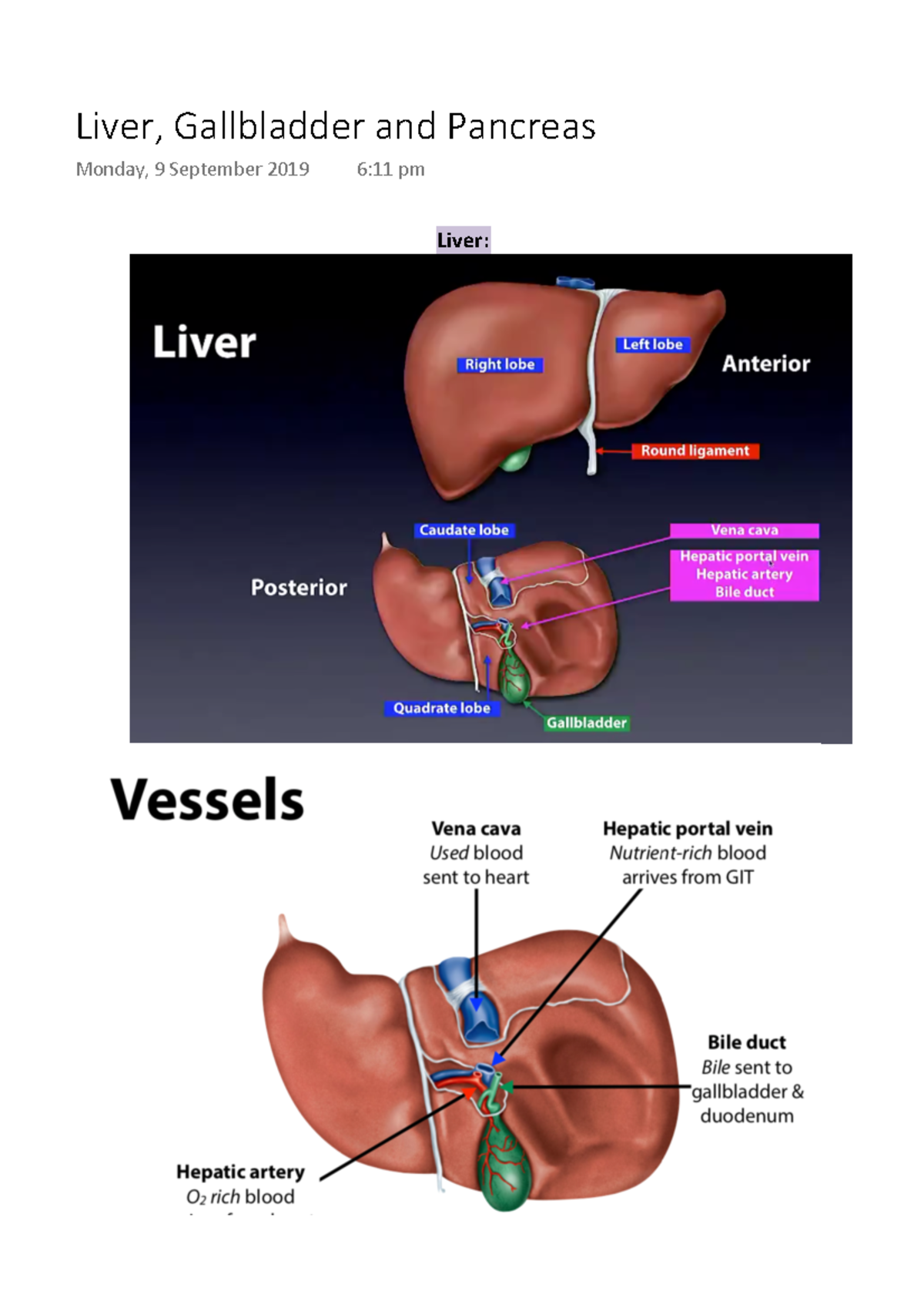 Liver, Gallbladder and Pancreas - Liver: Liver, Gallbladder and ...