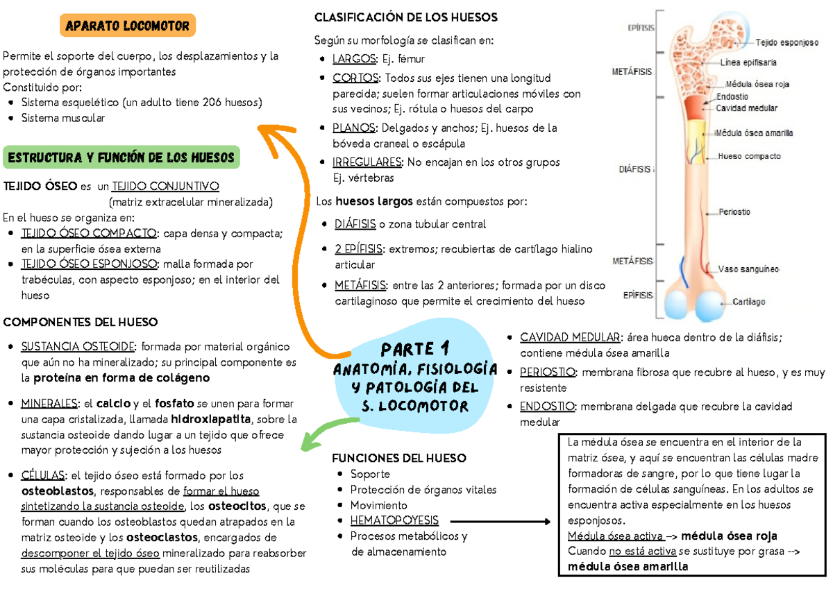 Esquema UF2 - Soporte Protección de órganos vitales Movimiento HEMATOPOYESIS Procesos ...