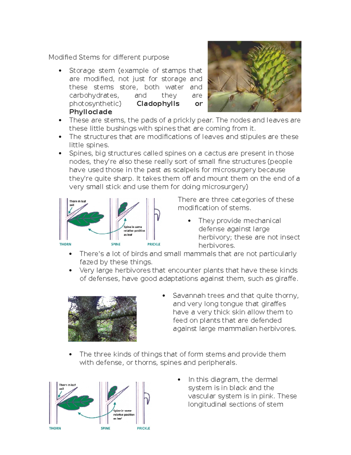 Botany Notes 3 - Modified Stems for different purpose Storage stem ...
