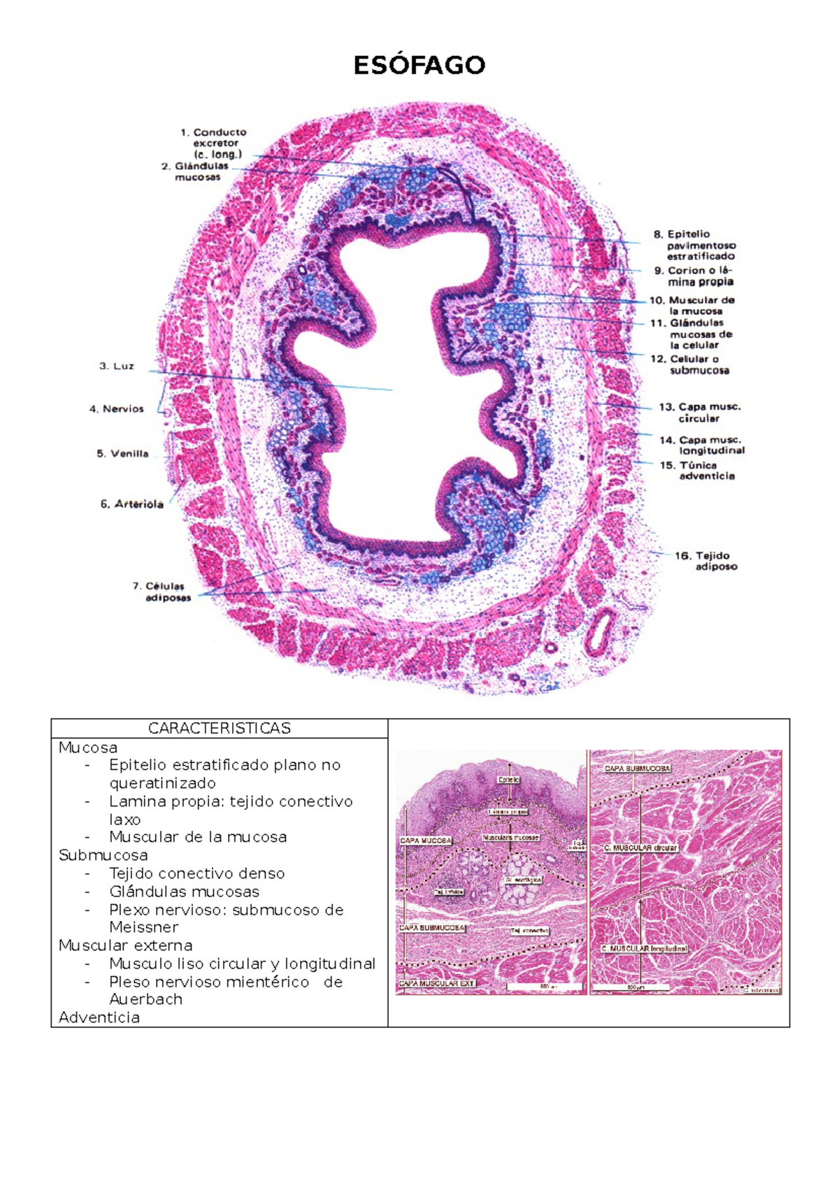 Esófago - Caracteristicas del esofago - HISTOLOGIA - ESÓFAGO ...