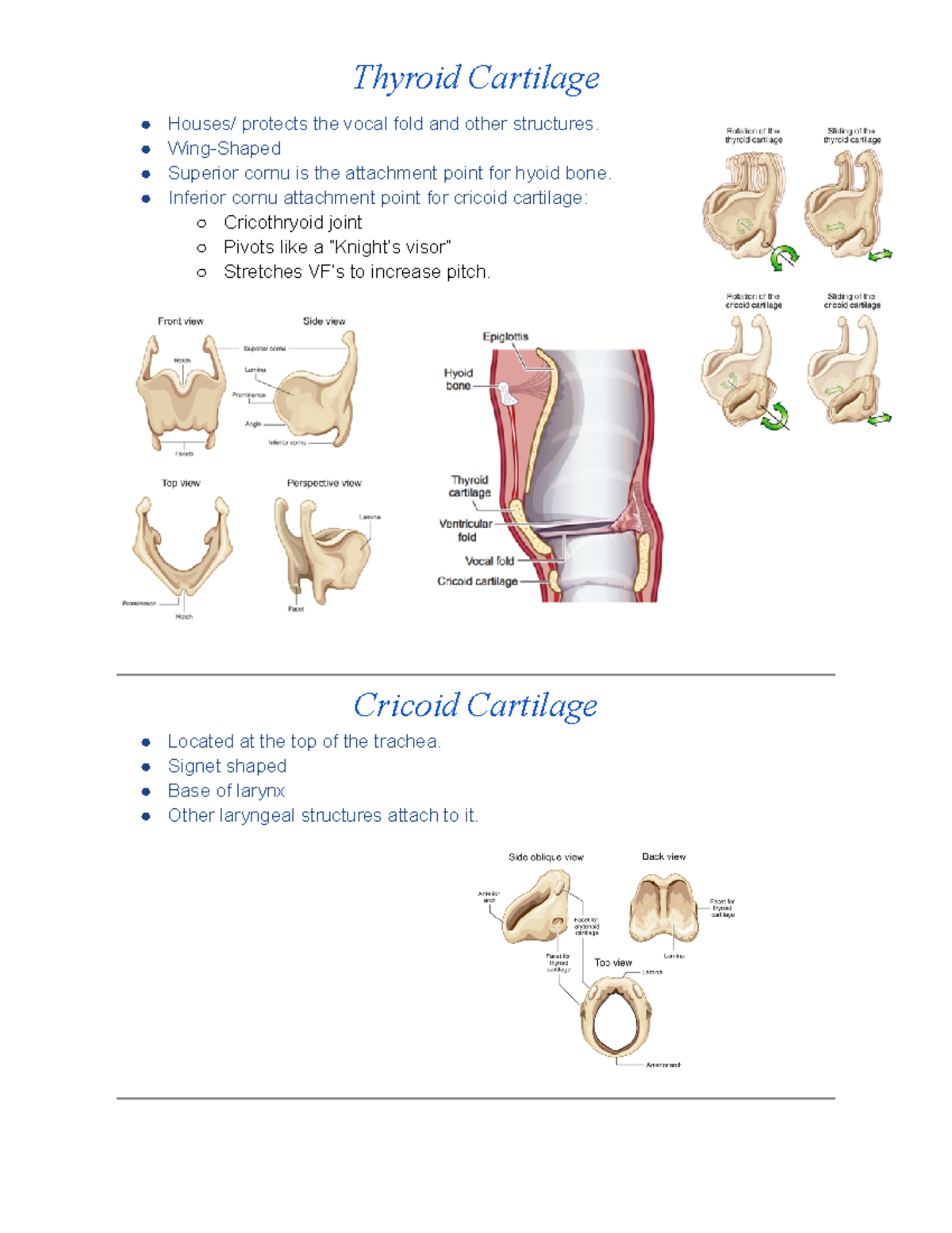 Cricoid Cartilage Lamina