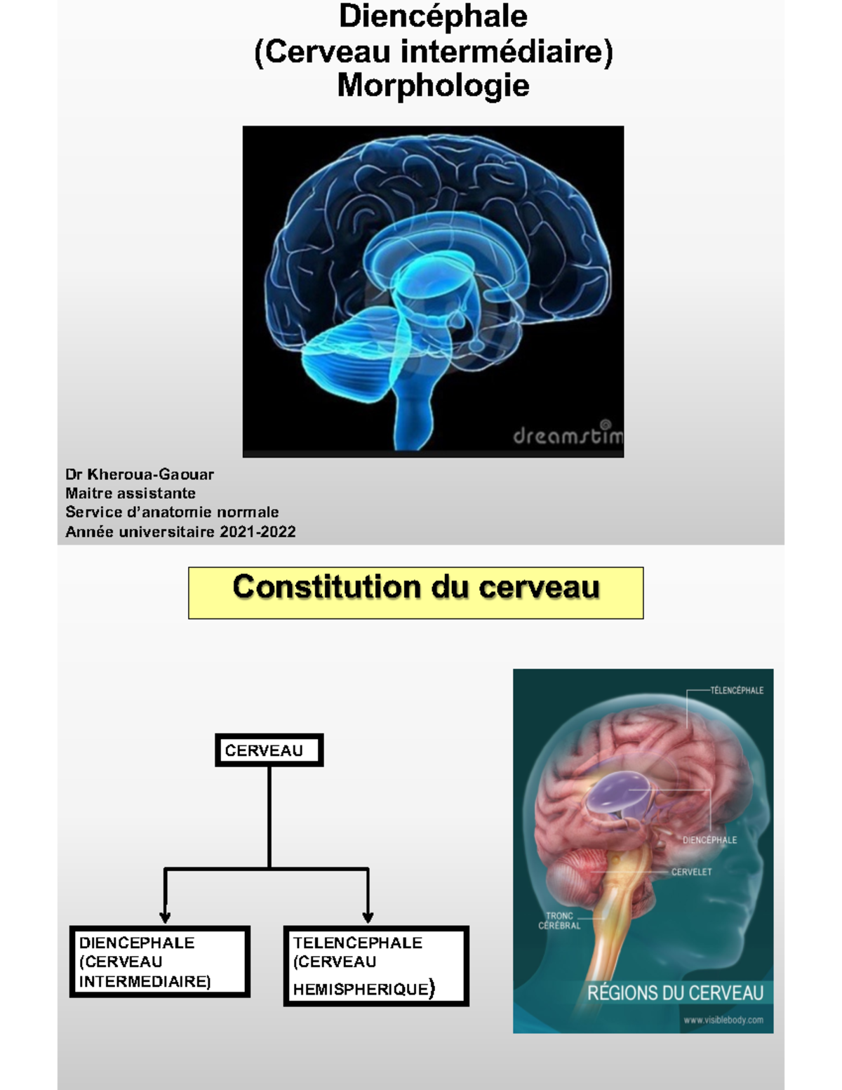 Diencéphale (Cerveau intermédiaire) Morphologie - Diencéphale (Cerveau ...