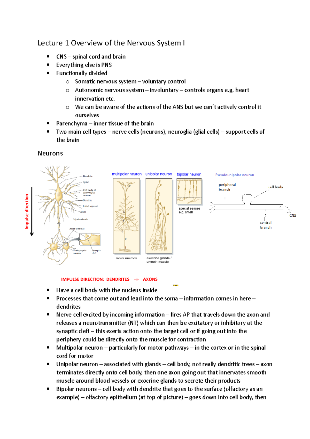 Overview of the Nervous System - Studocu