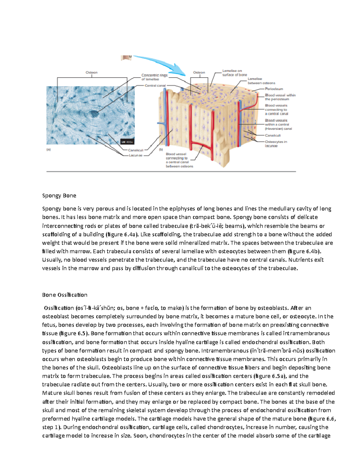 Seeley's Anatomy and Physiology Chapter 6.4 - Spongy Bone Spongy bone ...