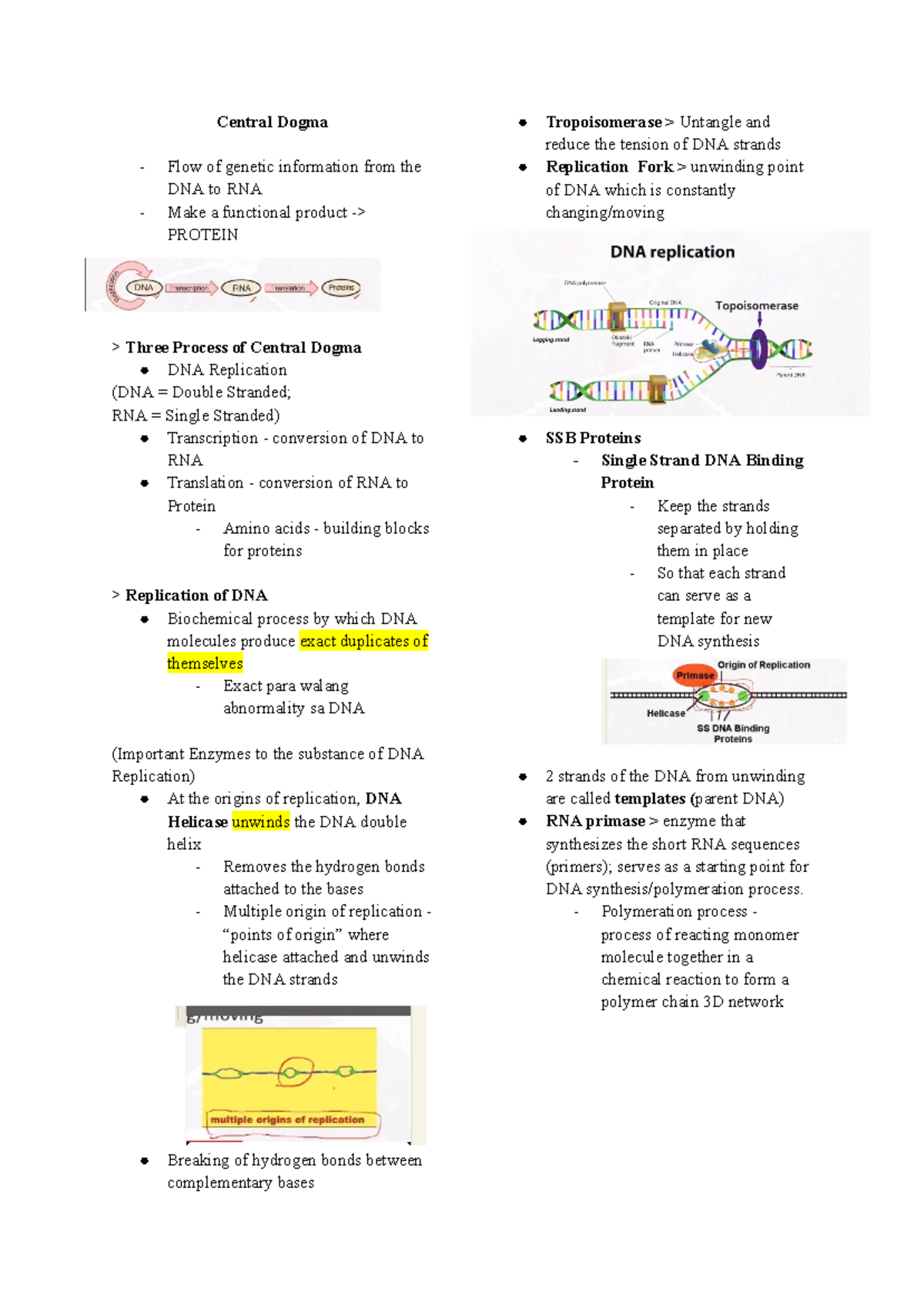 Transcription-Translation - Central Dogma Flow of genetic information ...