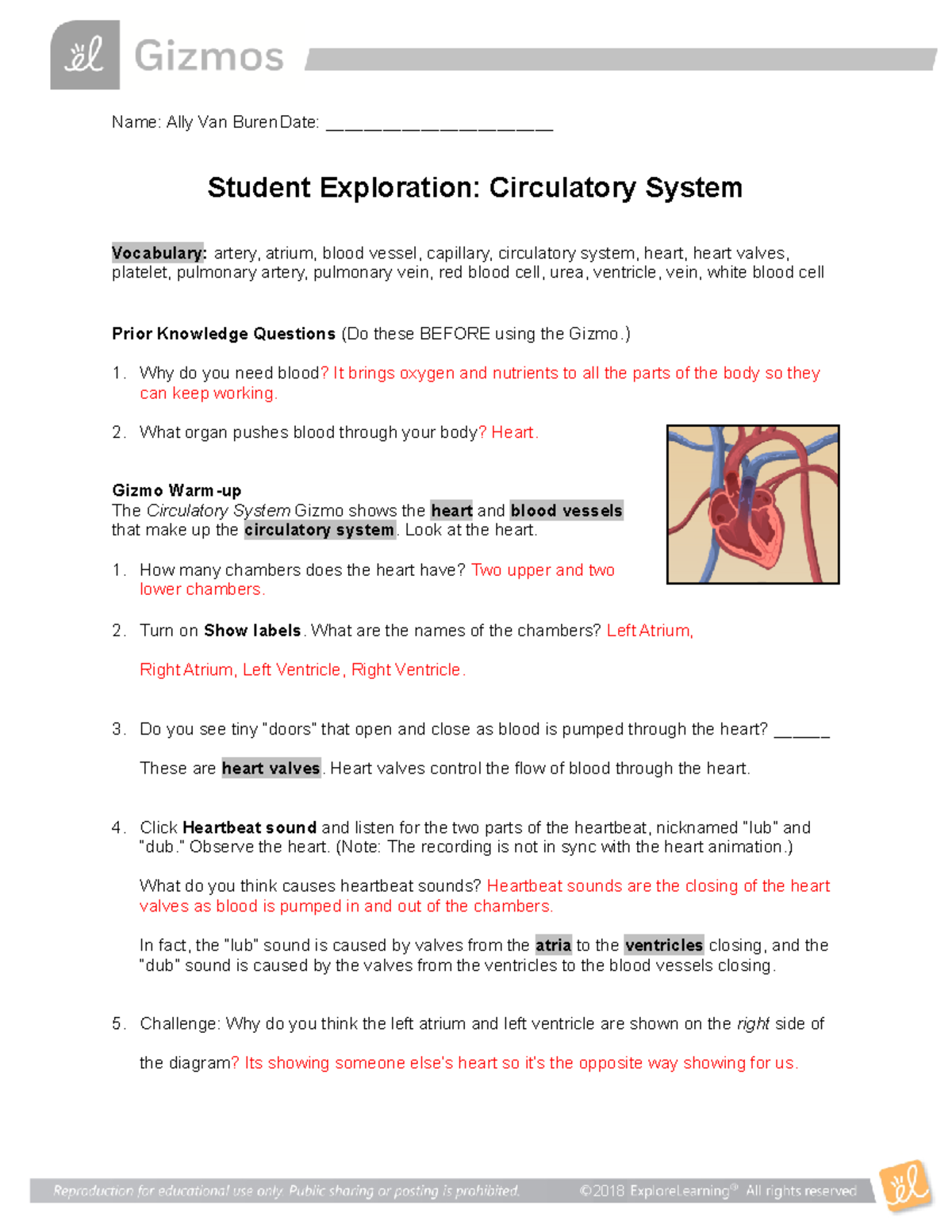 Circulatory System Gizmo with blood and stuff - Name: Ally Van ...