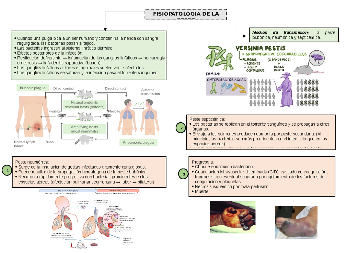 M3 - Fisiopatologia de peste y toxoplasmosis - FISIOPATOLOGIA DE LA ...
