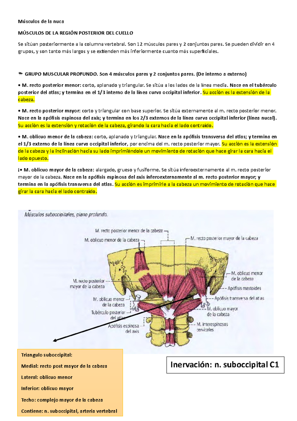 Musculos de la nuca - Músculos de la nuca MÚSCULOS DE LA REGIÓN ...
