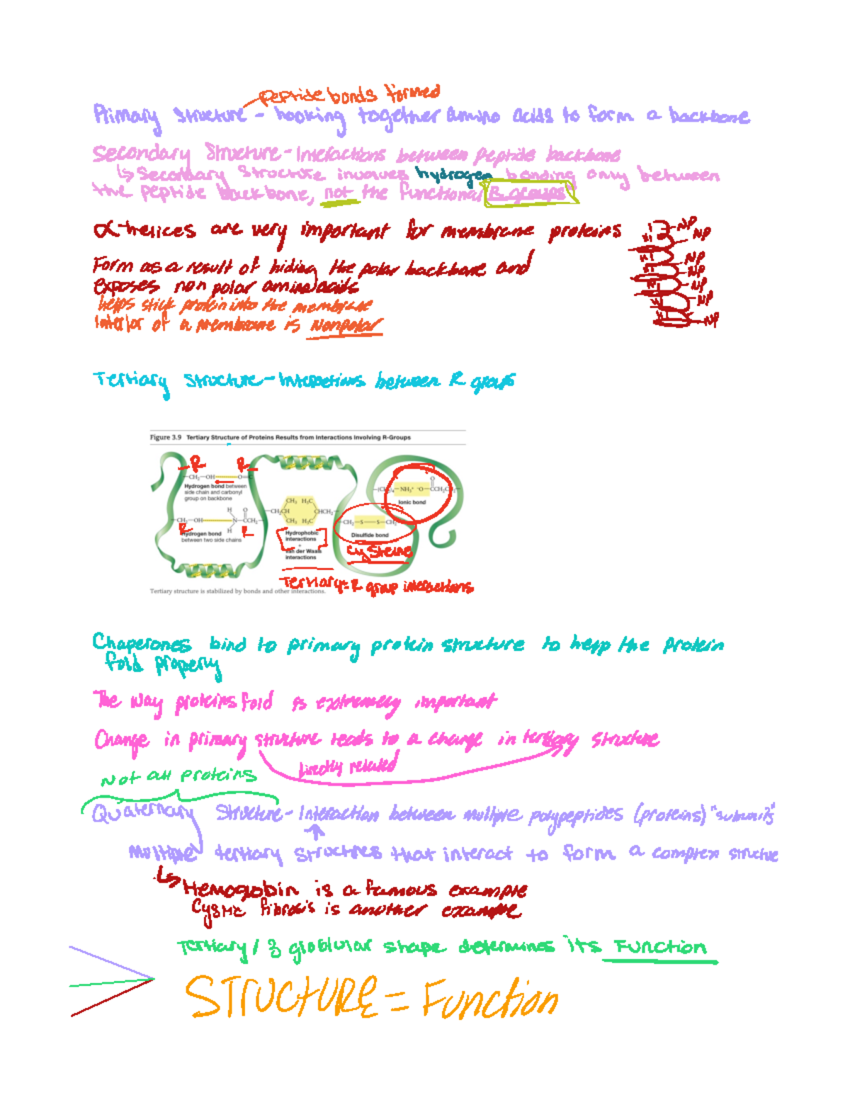 Lecture notes Proteins - BIO 161 - Studocu
