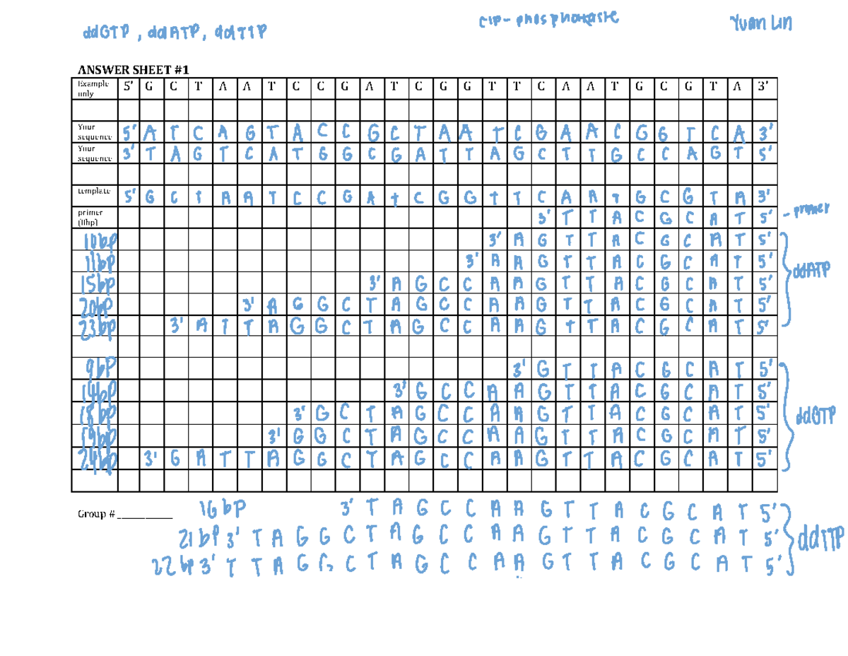 Exercise 1 - Answer Sheets 1,3,&4 - ANSWER SHEET # Example only 5’ G C ...