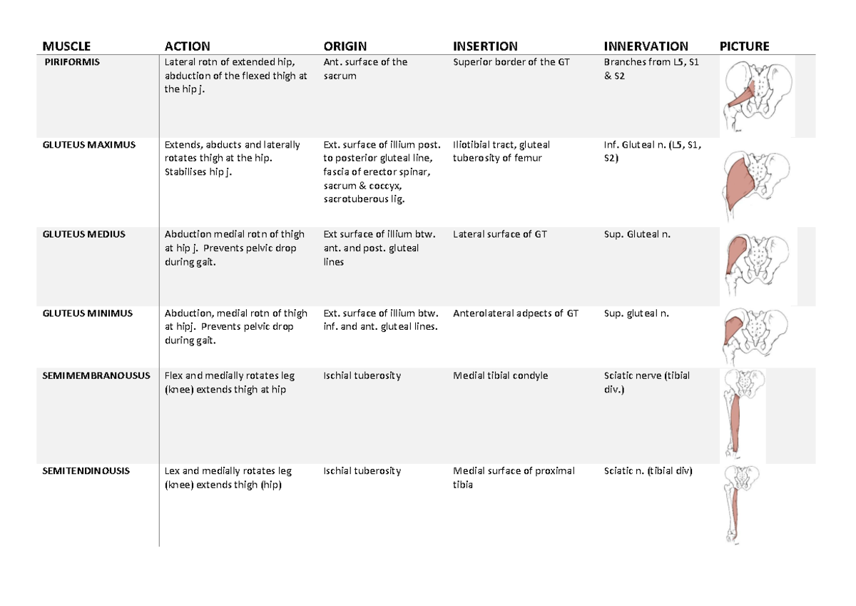 Study Notes - Muscles - MUSCLE ACTION ORIGIN INSERTION INNERVATION ...