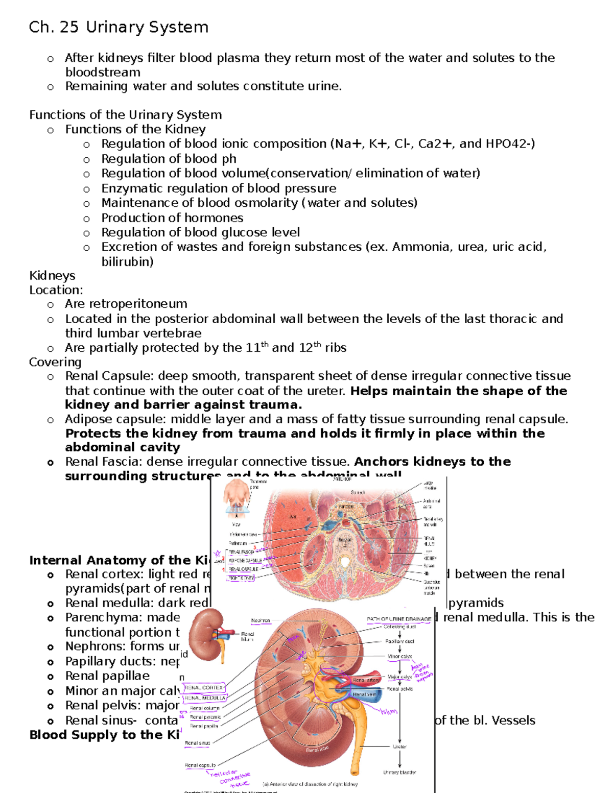 Ch. 25 Urinary System - Ch. 25 Urinary System o After kidneys ilter ...