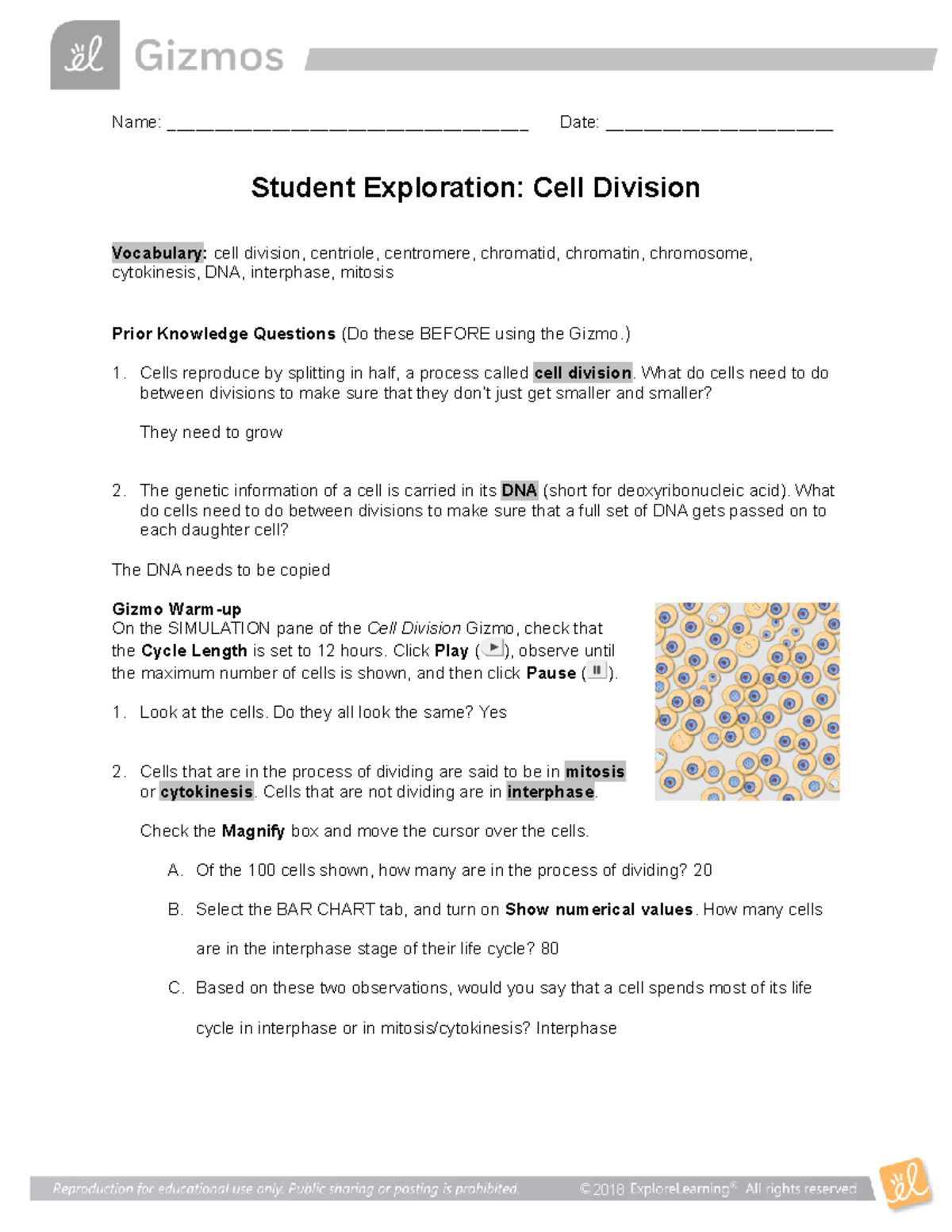 Cell Division SE 1 1 1 1 Lab - Name ...