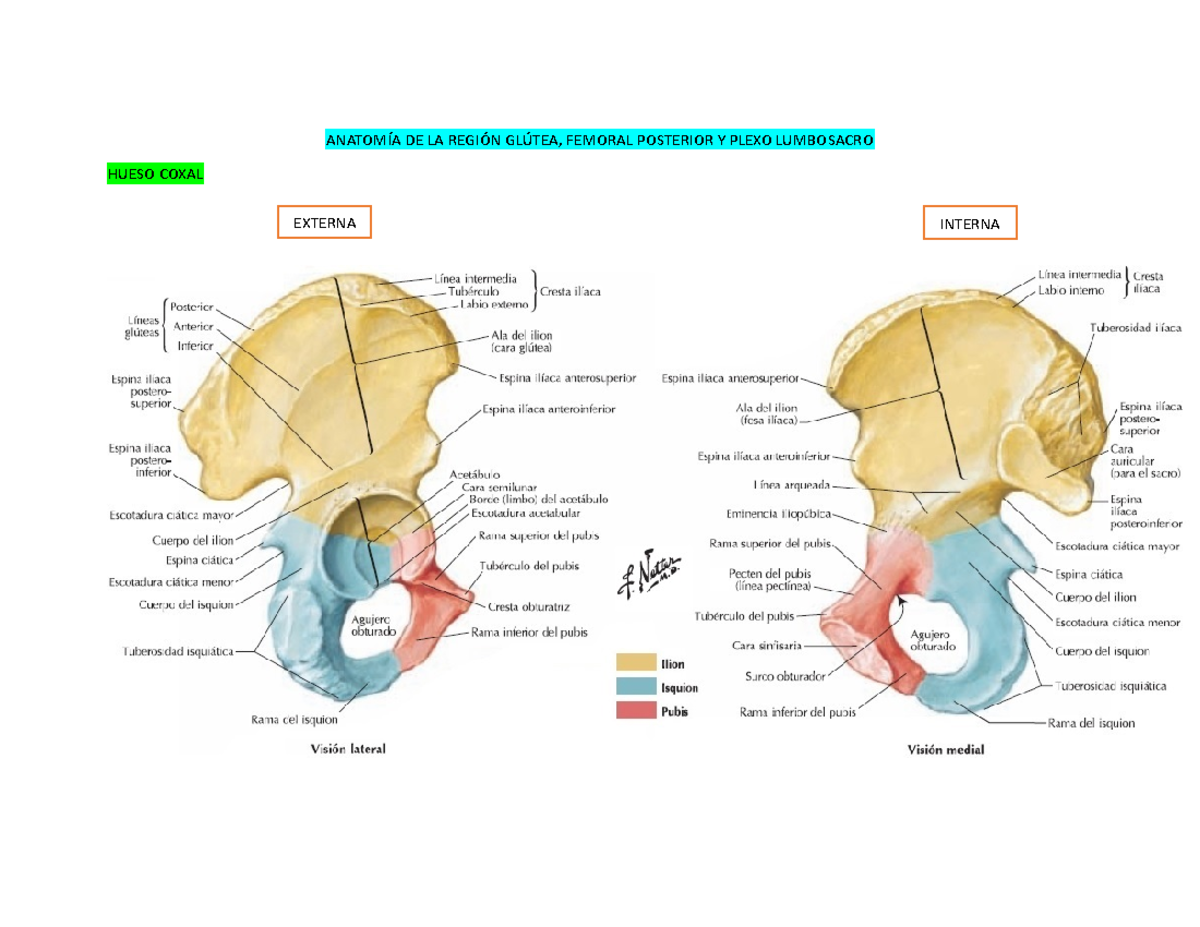Anatomia DE LA Region Glútea, Femoral Anterior Y Rodilla - ANATOMÍA DE ...
