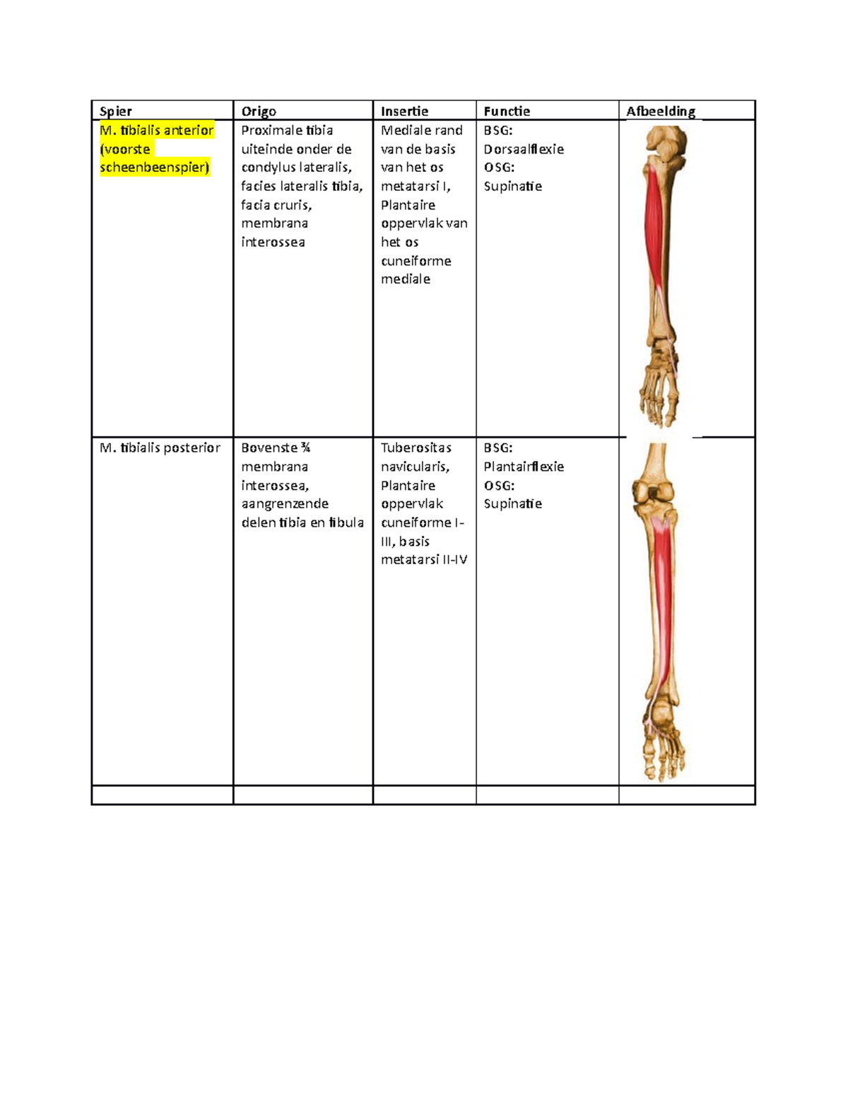 Spieren voet - Spier M. tibialis anterior (voorste scheenbeenspier ...