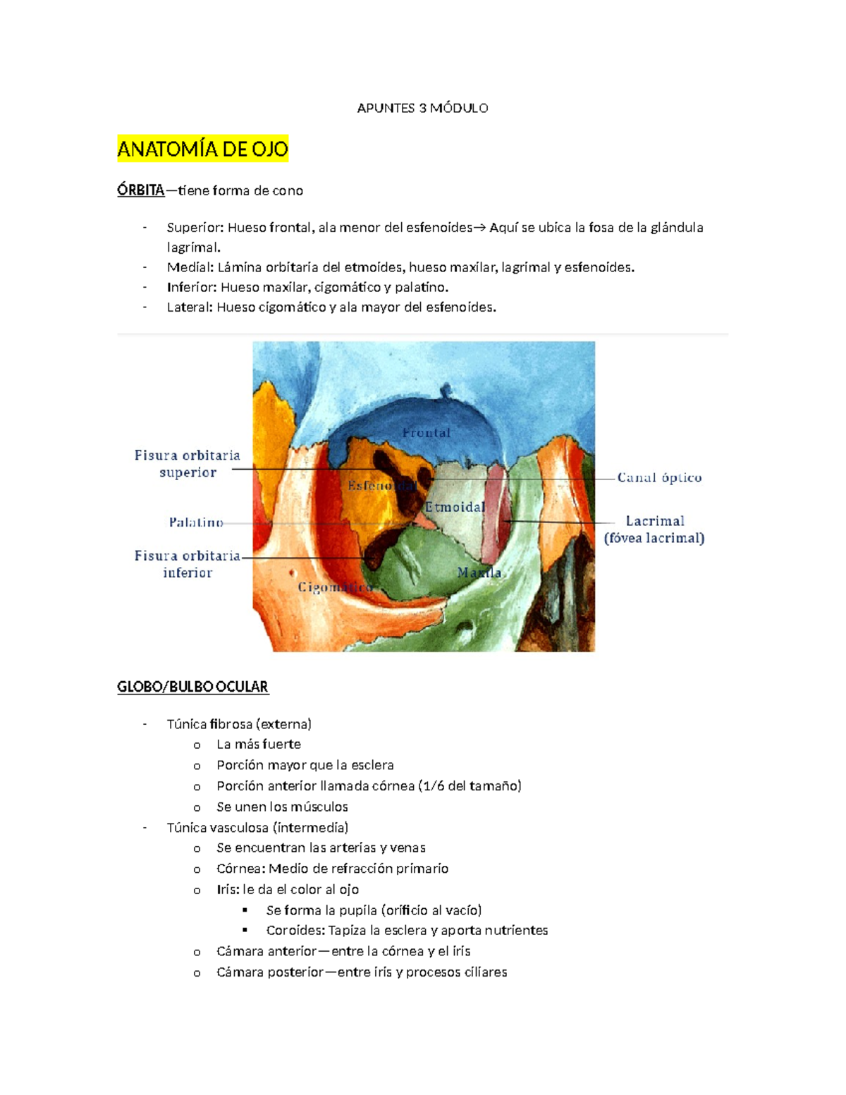 Apuntes MÓDULO 3 - APUNTES 3 MÓDULO ANATOMÍA DE OJO ÓRBITA—tiene forma ...