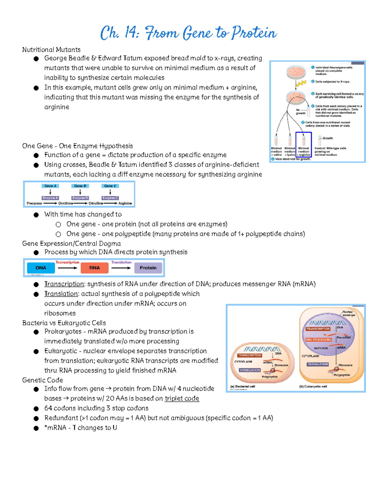 Ch. 14 From Gene to Protein - Ch. 14: From Gene to Protein Nutritional ...