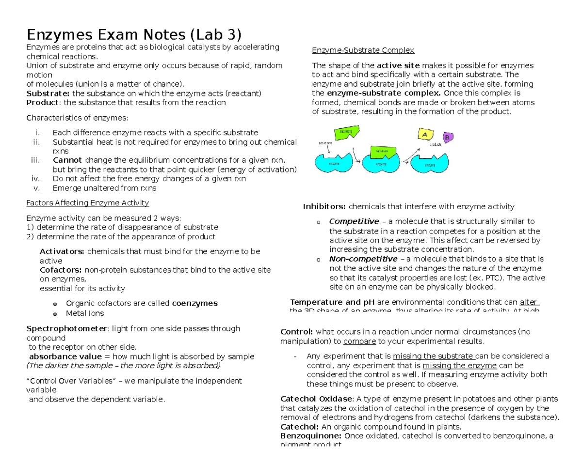 Biol-1115 Enzymes Lab Notes - Enzymes Exam Notes (Lab 3) Enzymes are ...