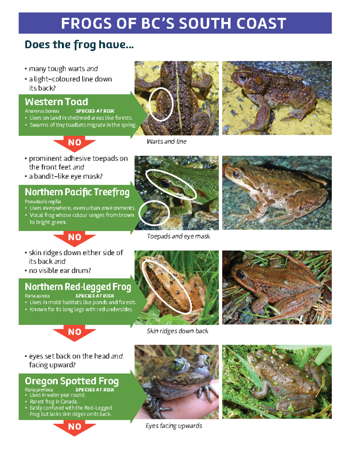Frogs of BCs South Coast - NO NO NO NO Warts and line • many tough ...