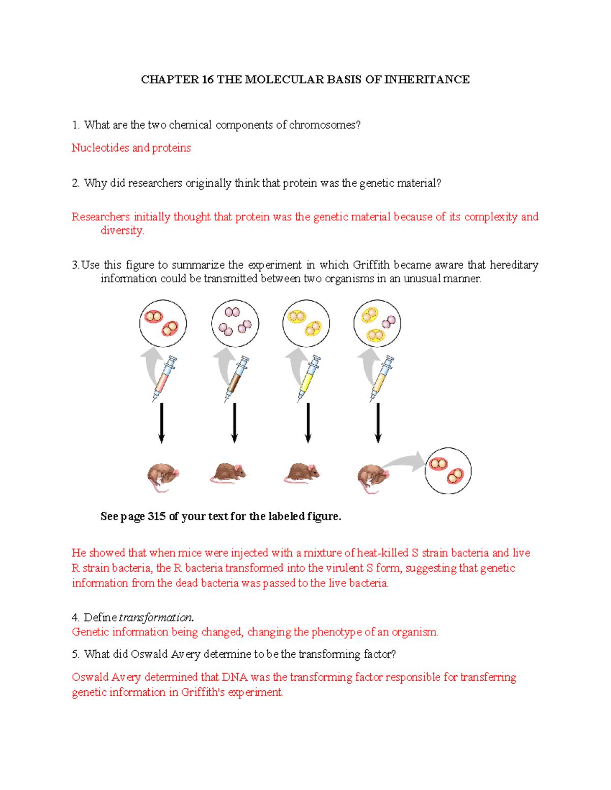 Chapter 16 study guide - CHAPTER 16 THE MOLECULAR BASIS OF INHERITANCE ...