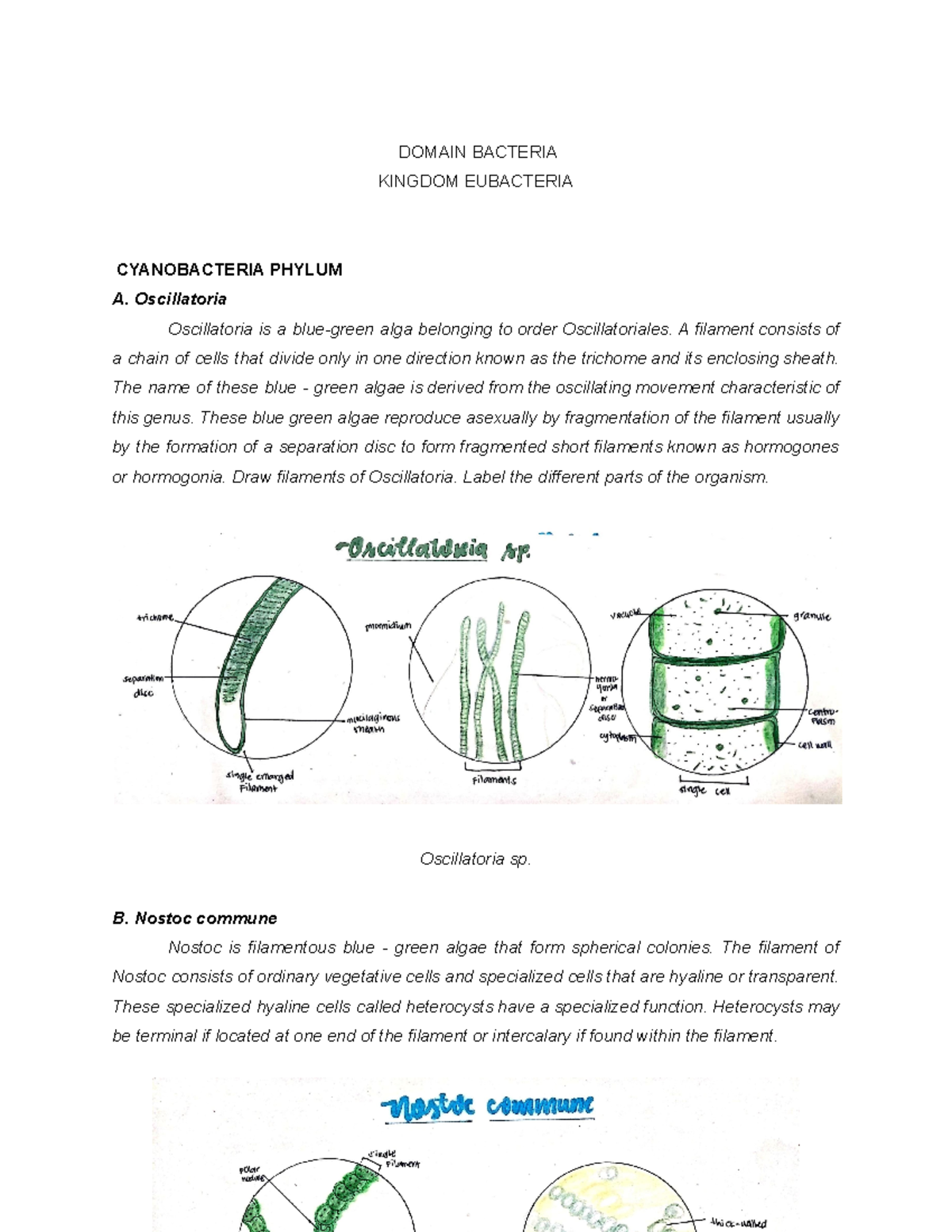 1 Domain Bacteria - Kingdom Eubacteria - DOMAIN BACTERIA KINGDOM ...