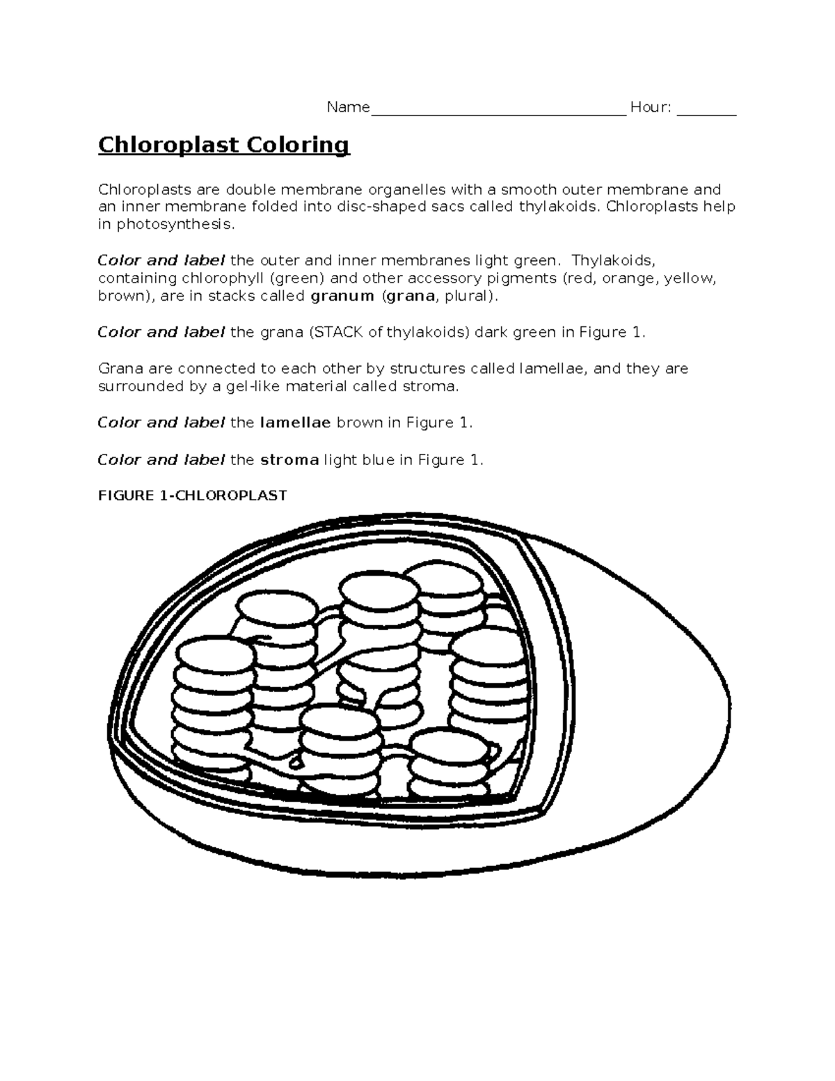 Chloroplast Coloring - Name__________________________________ Hour ...