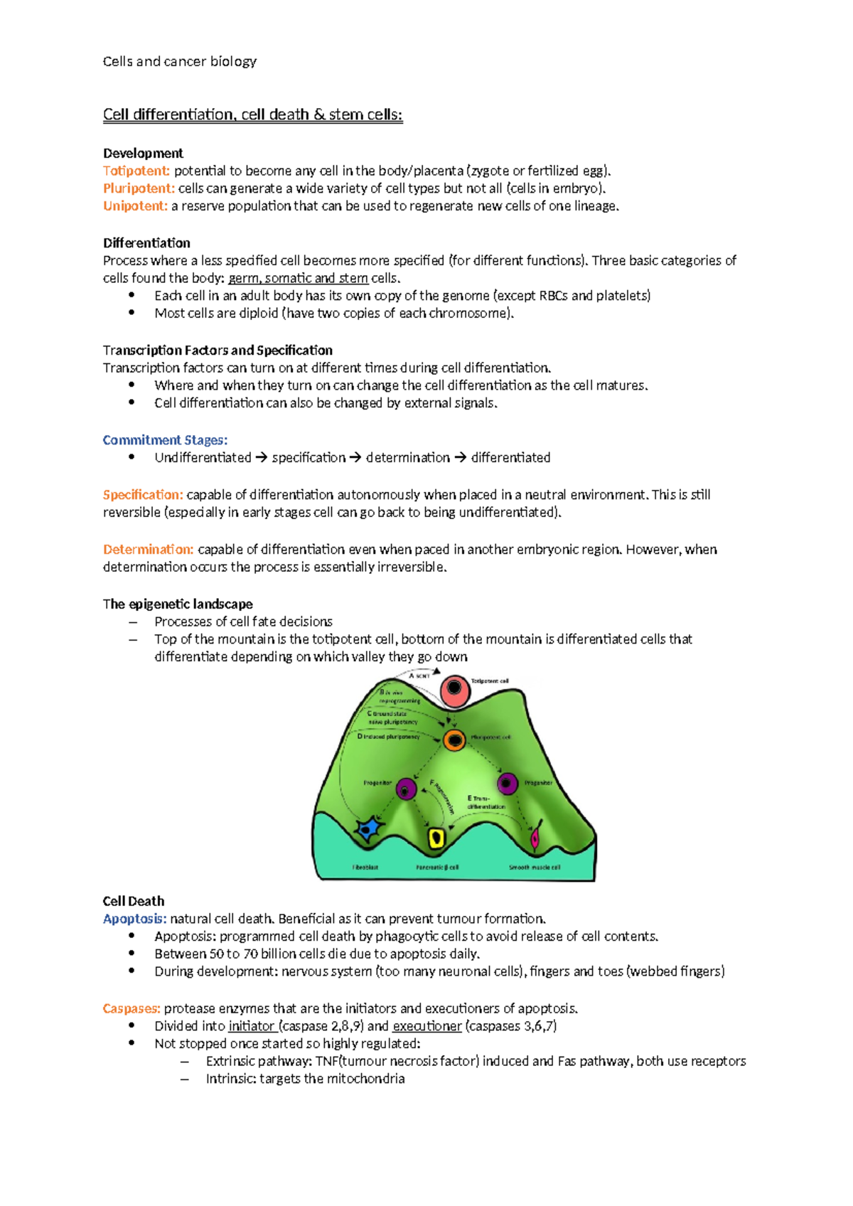 Cells and cancer biology - Cell differentiation, cell death & stem ...