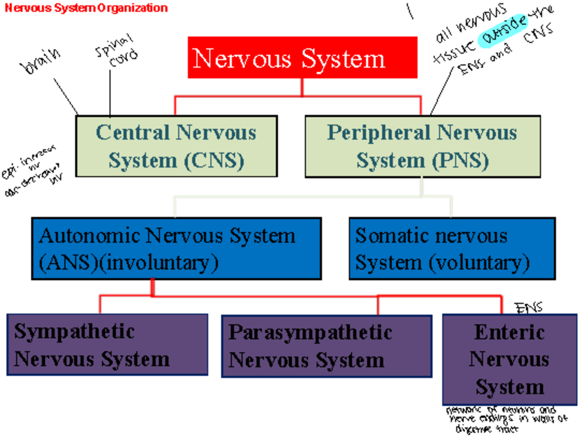 Divisions of the nervous system - Nervous System Organization spinal ...