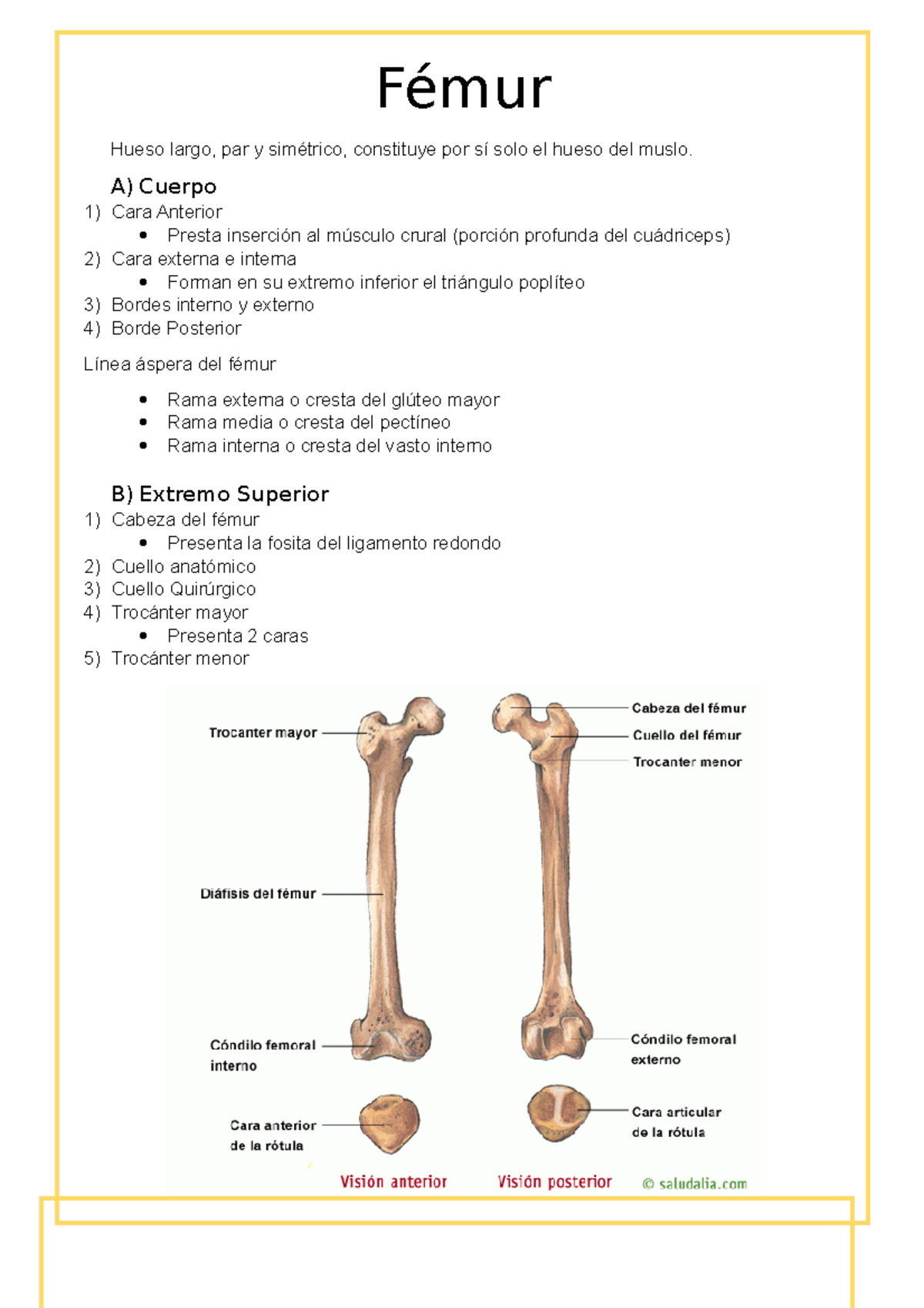 Fémur - resuemnn - Fémur Hueso largo, par y simétrico, constituye por ...