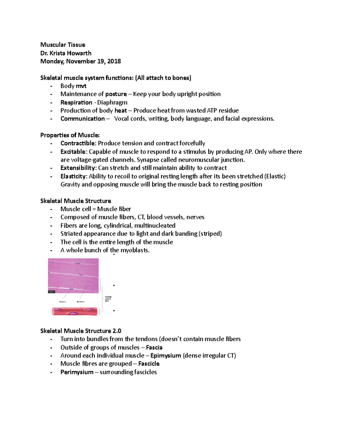 Muscular Tissue - Krista Howarth Monday, November 19, 2018 Skeletal ...
