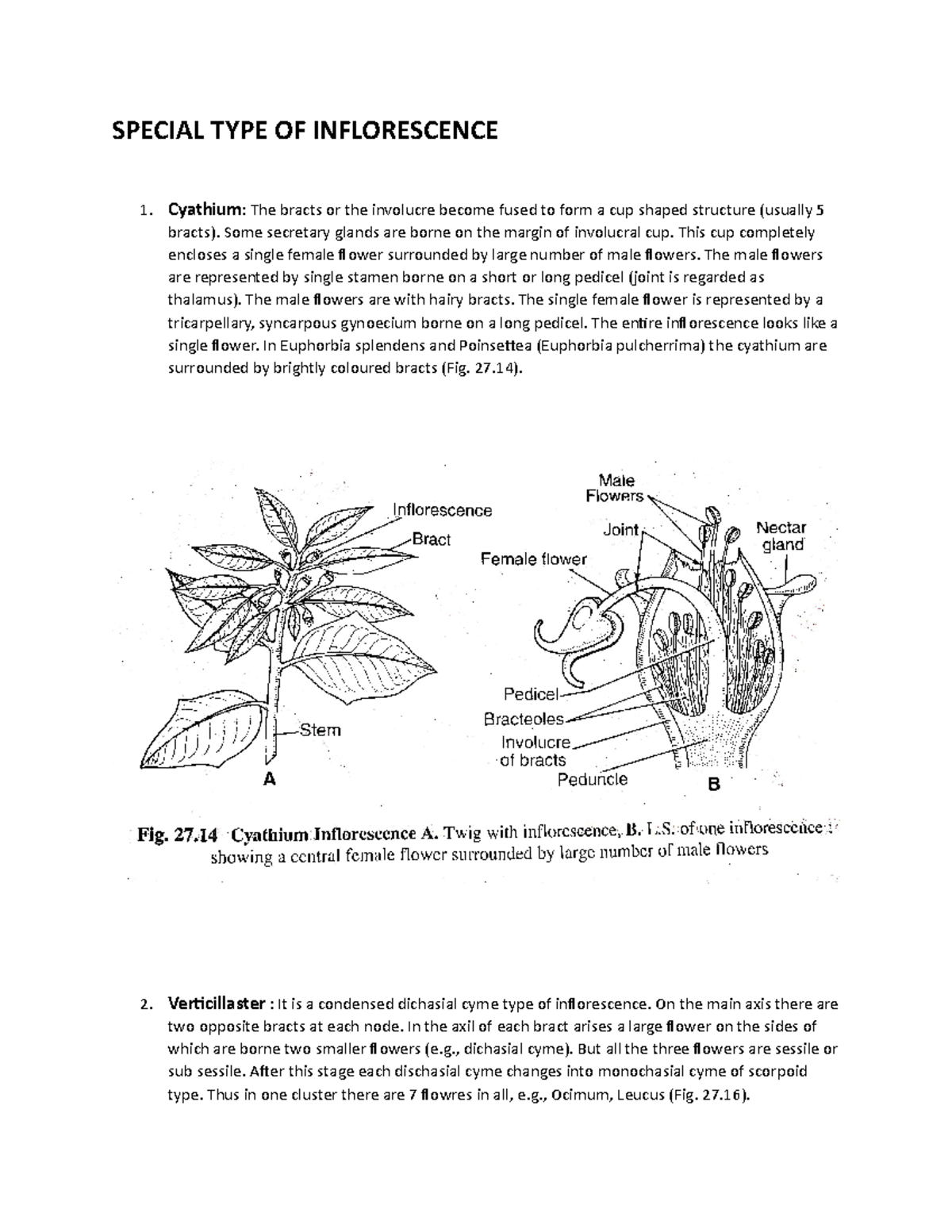 Special type of inflorescence - SPECIAL TYPE OF INFLORESCENCE 1. Cyathium: The bracts or the ...