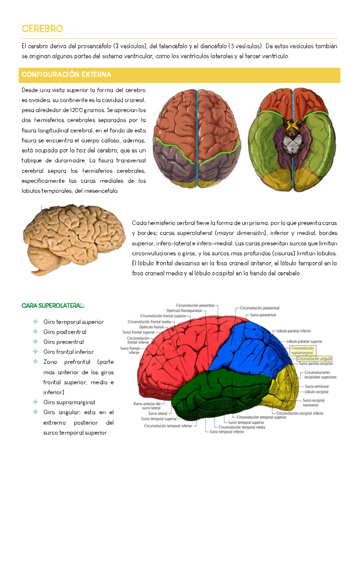 Cerebro: configuración externa e interna (corteza, núcleos y fibras ...