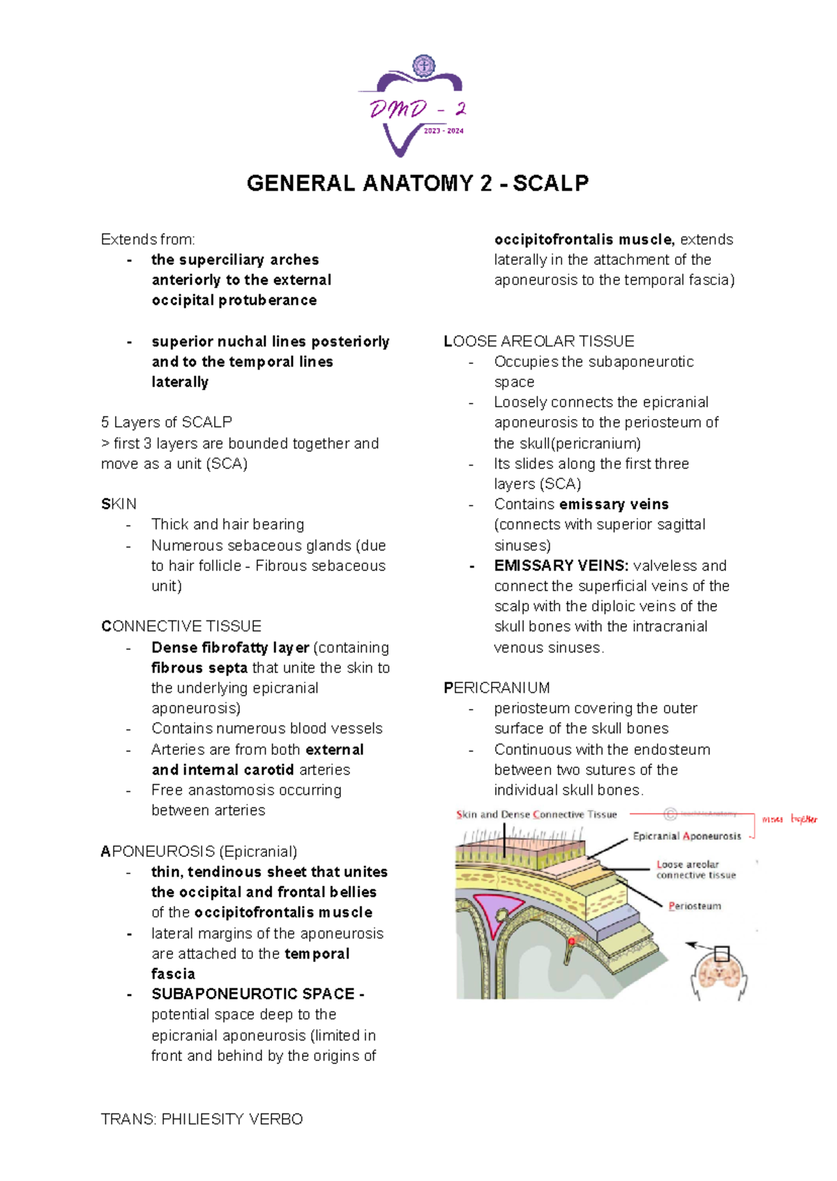 Scalp - studywell - GENERAL ANATOMY 2 - SCALP Extends from: - the ...