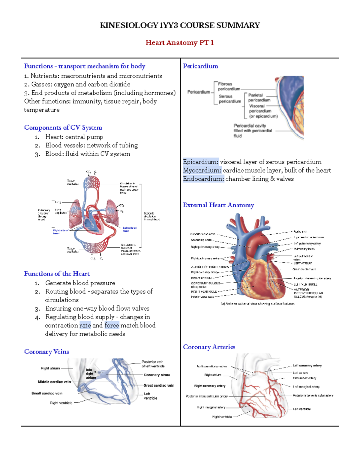 Anatomy Summary Sheets - KINESIOLOGY 1YY3 COURSE SUMMARY Heart Anatomy ...