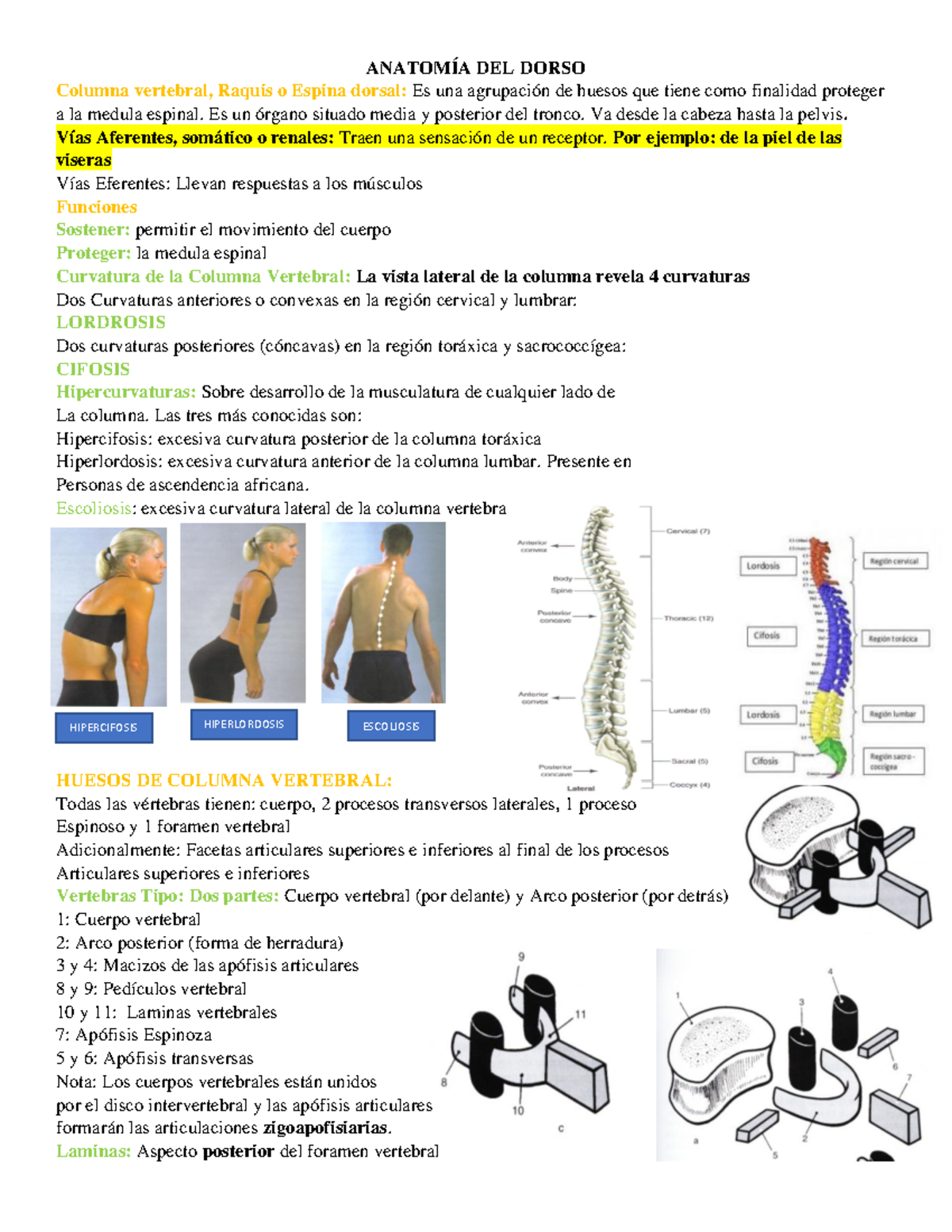 Anatomía DEL Dorso FASE I TODO - ANATOMÍA DEL DORSO Columna vertebral ...