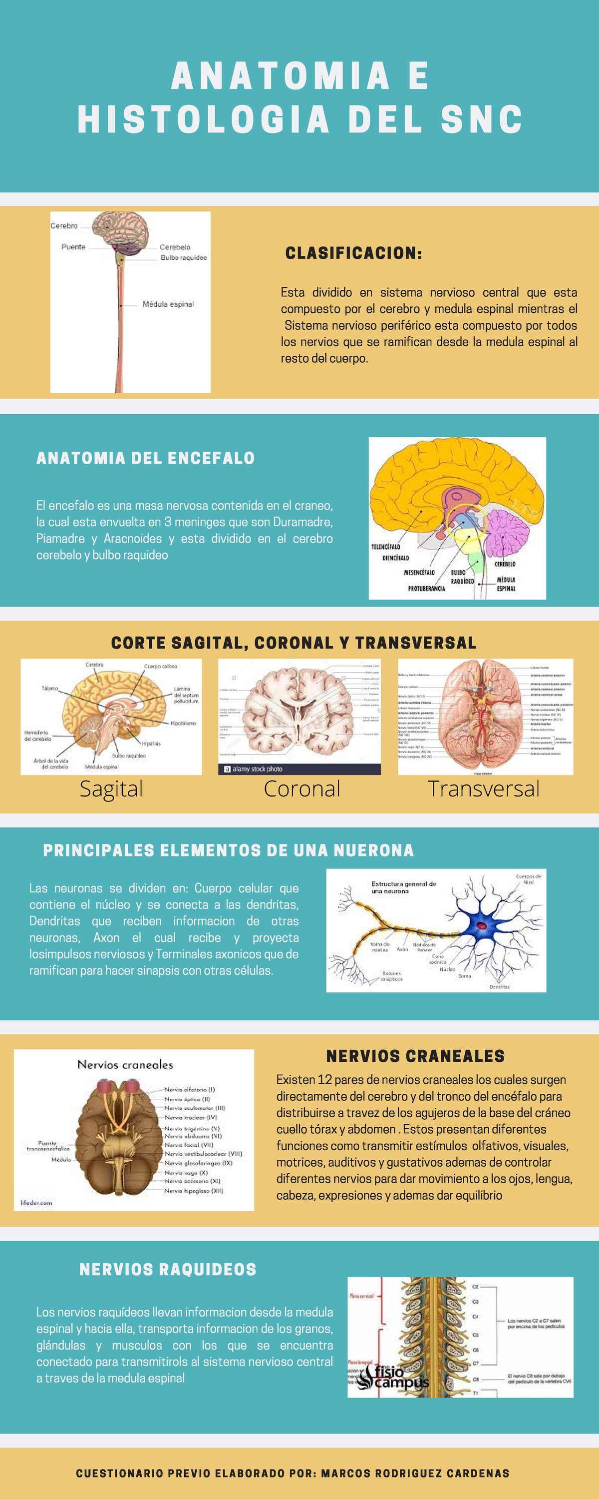 Anatomia e histologia del SNC - C L A S I F I C A C I O N : Esta ...