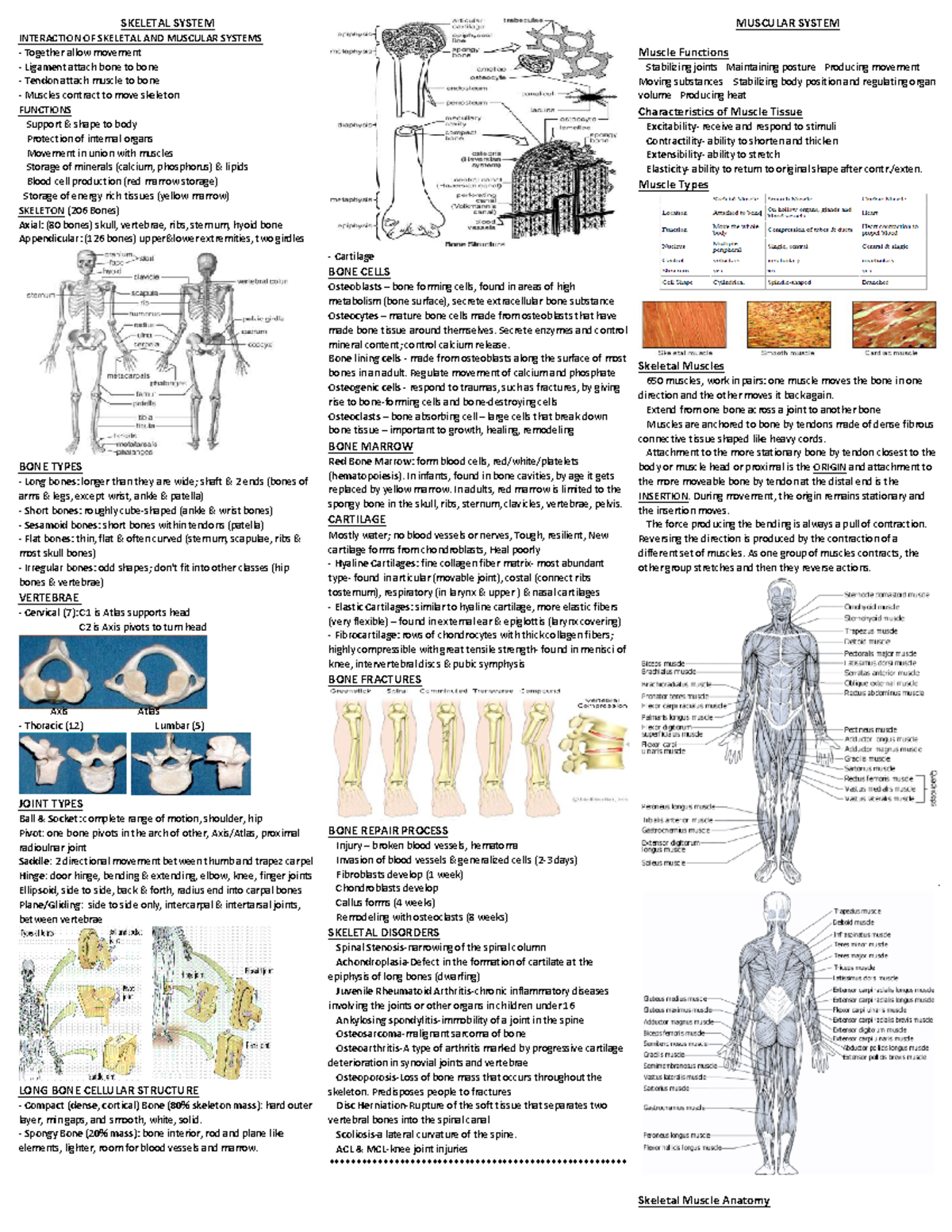 447277449 Anatomy Physiology cheat sheet - SKELETAL SYSTEM INTERACTION ...