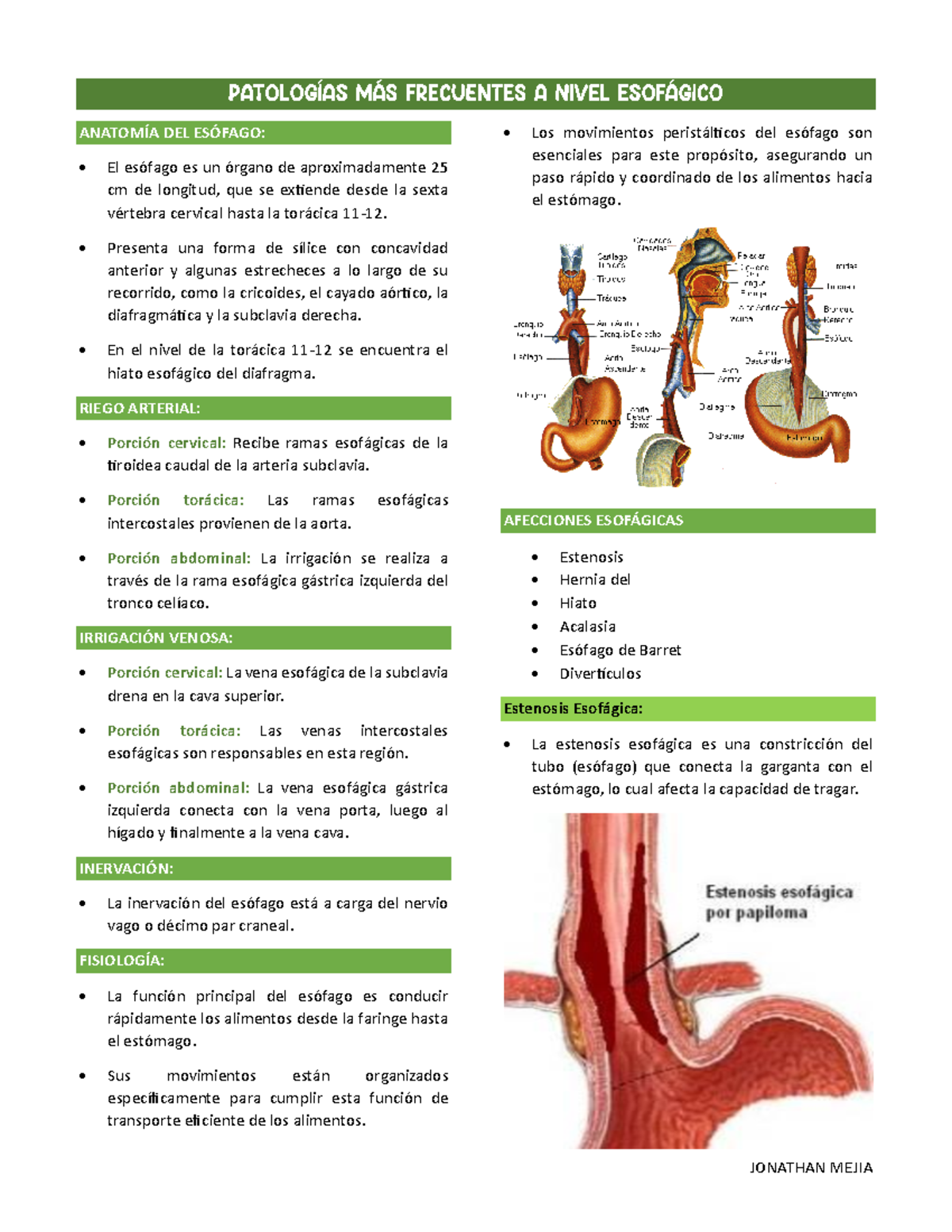 Patologías MÁS Frecuentes A Nivel Esofágico - ANATOMÍA DEL ESÓFAGO ...