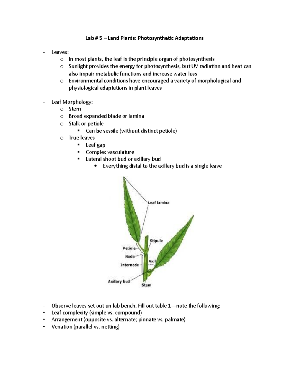 Bio 300 - Lab #5 - Land Plants - Photosynthetic Adaptations - Lab # 5 ...