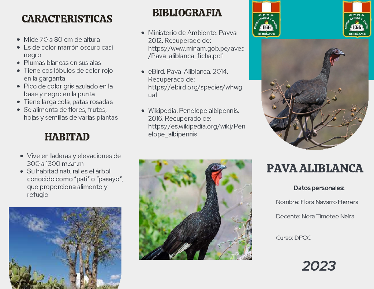 Pava Aliblanca de Lambayeque - PAVA ALIBLANCA 2023 Datos personales ...